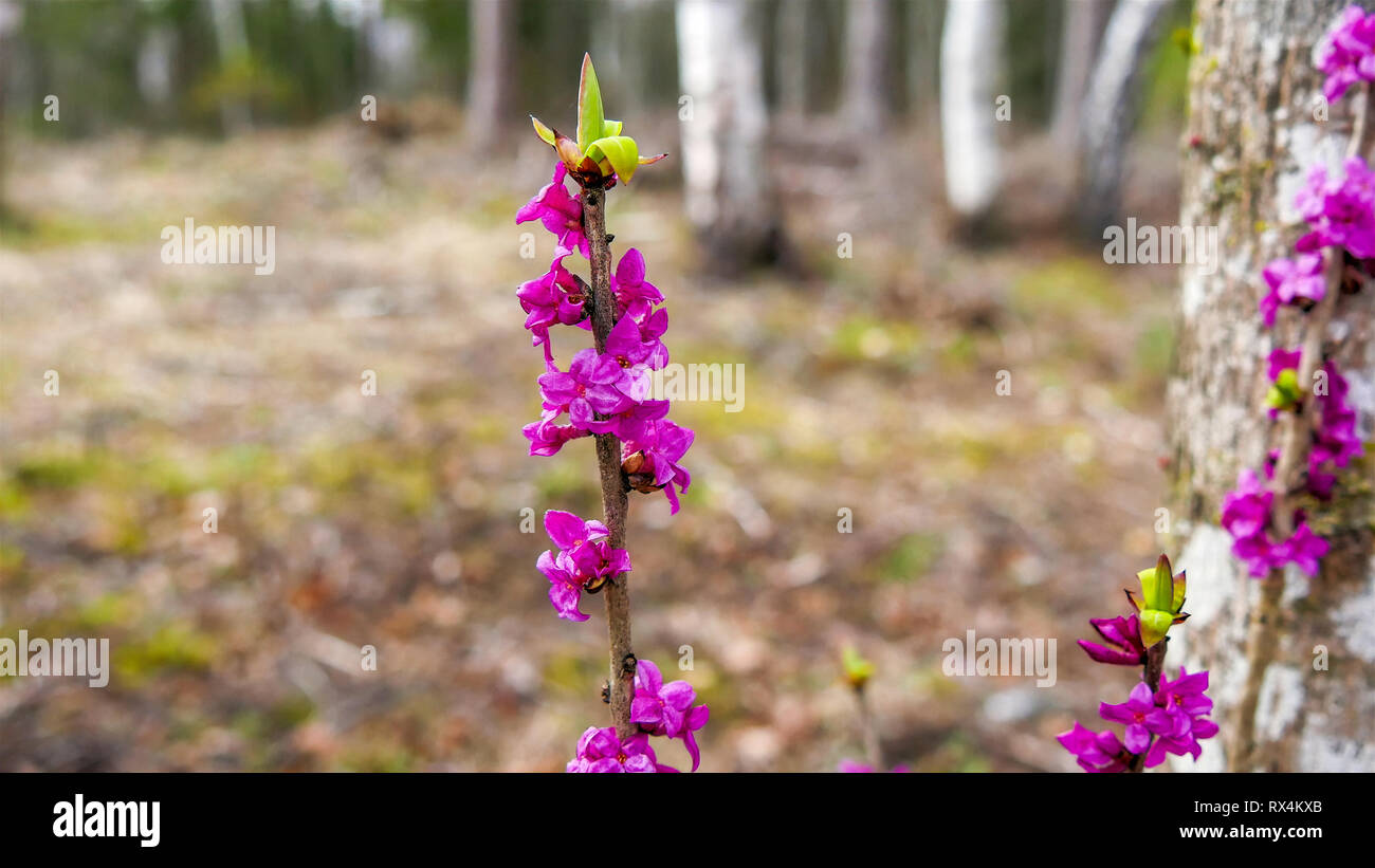 Daphne tree hi-res stock photography and images - Alamy