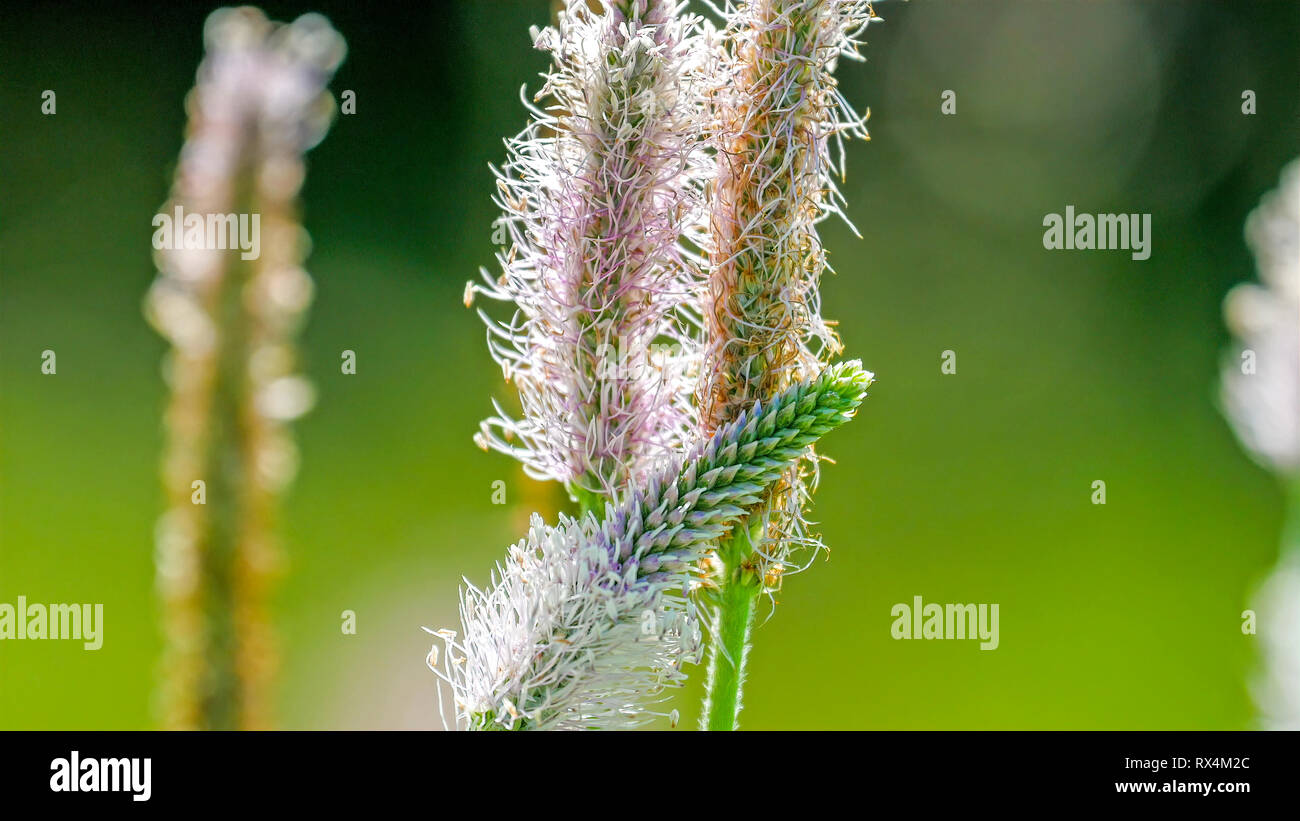 Reed stalk hi-res stock photography and images - Alamy