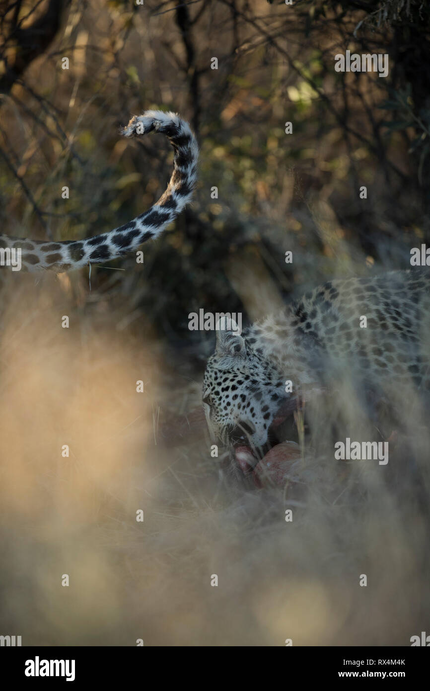 Leopards tail hi-res stock photography and images - Alamy