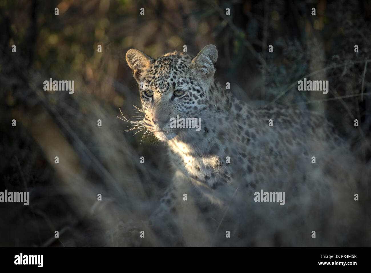 A young leopard hiding in thick grass and scrub Stock Photo - Alamy
