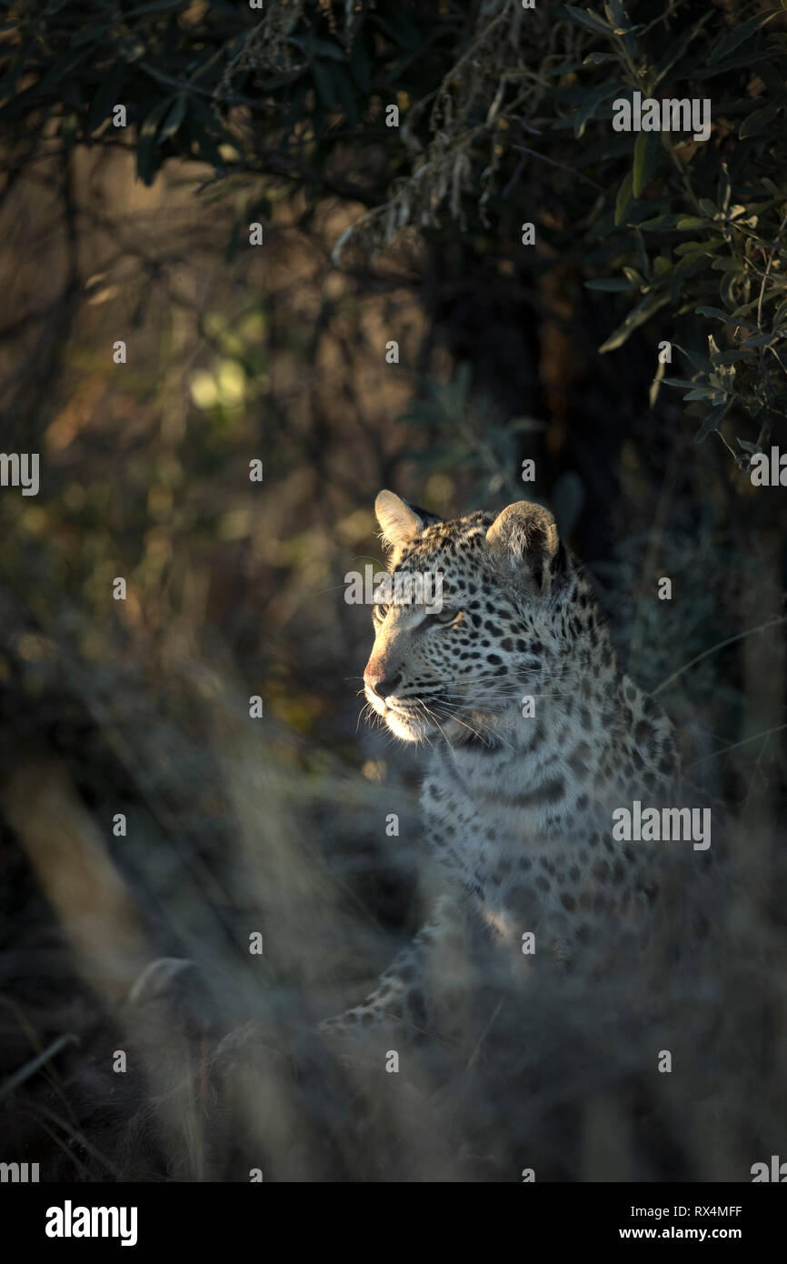Hiding leopard cub hi-res stock photography and images - Alamy