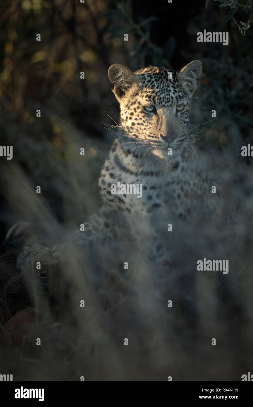 Hiding leopard cub hi-res stock photography and images - Alamy