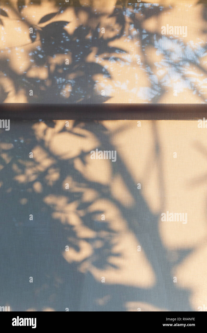 Abstract shadow background of natural leaves tree branch falling on ...