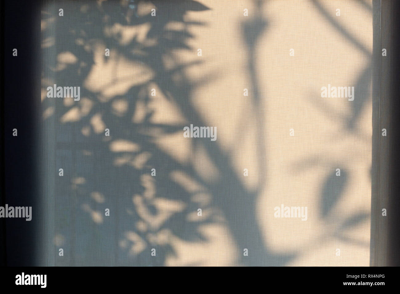 Abstract shadow background of natural leaves tree branch falling on ...