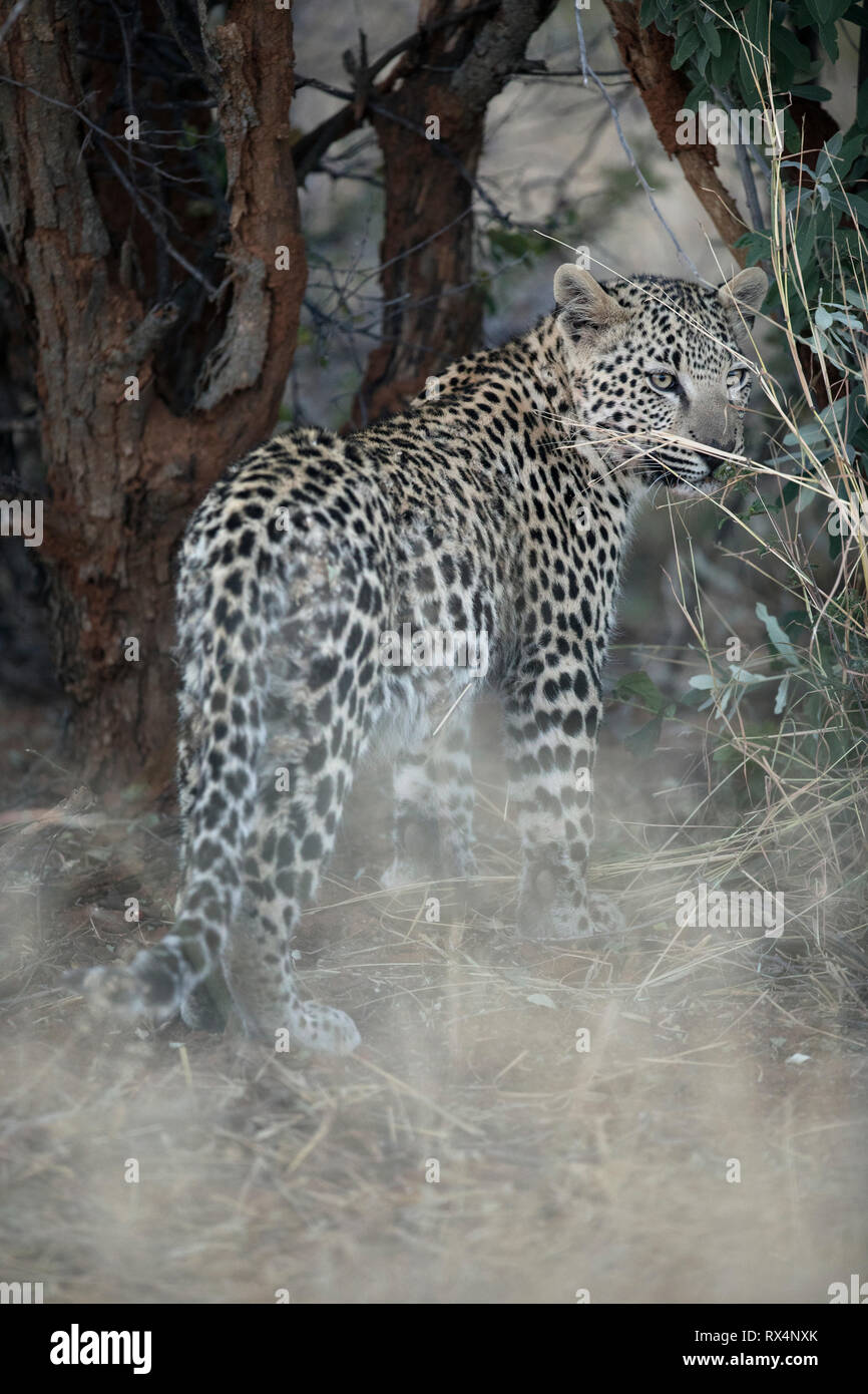 Hiding leopard cub hi-res stock photography and images - Alamy