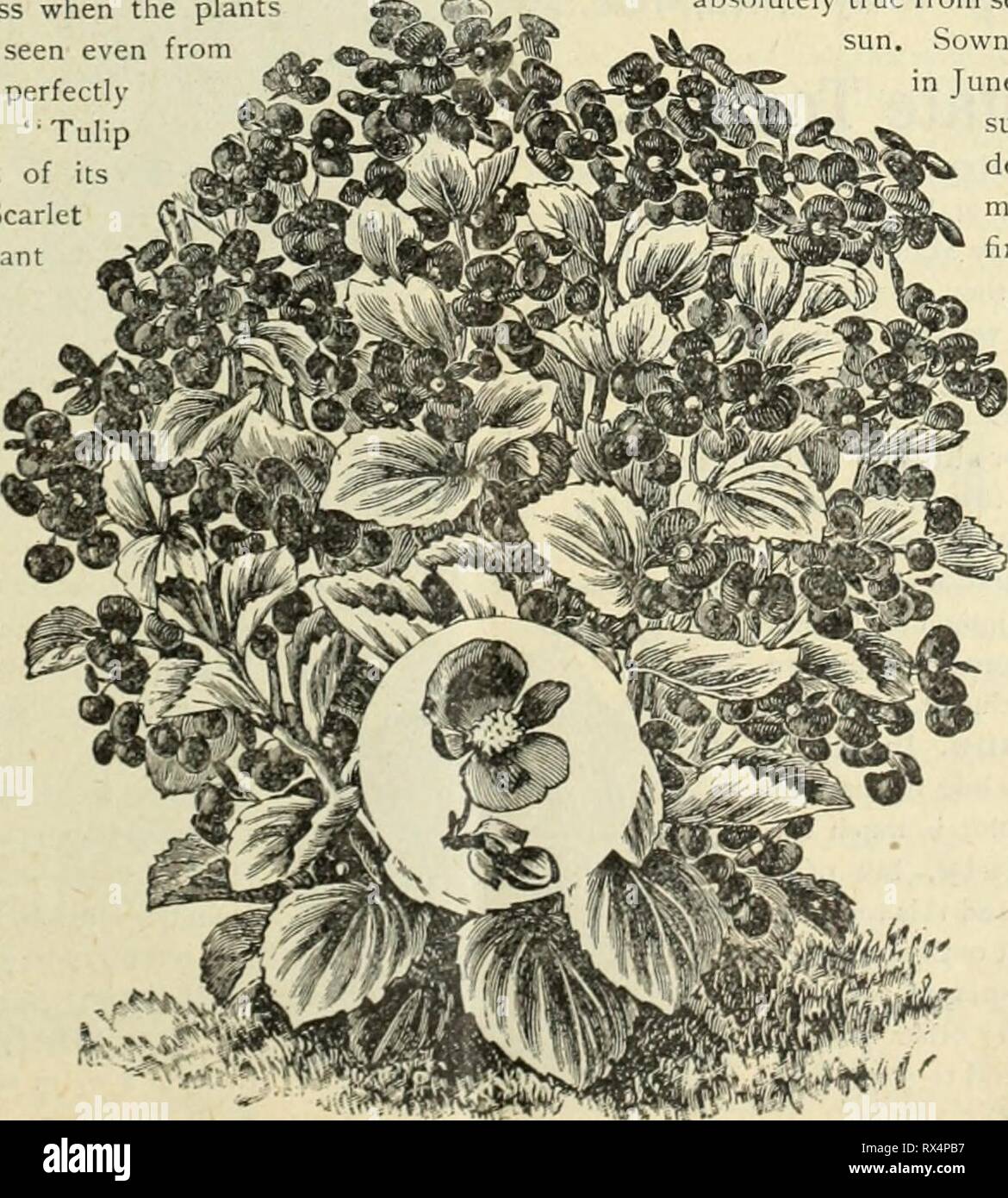 Purple ish hi-res stock photography and images - Alamy