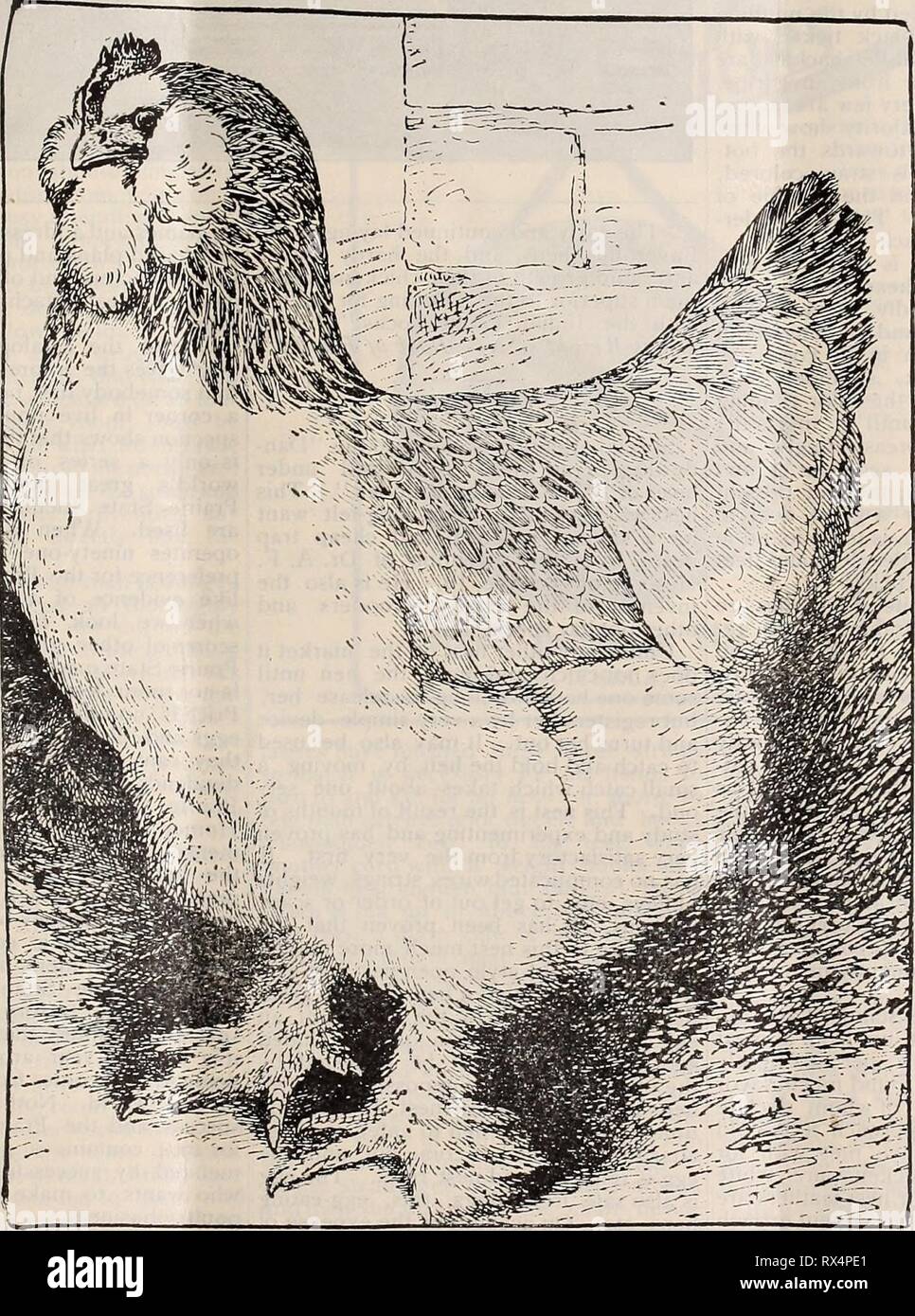 The Eastern poultryman (1904 Stock Photo - Alamy