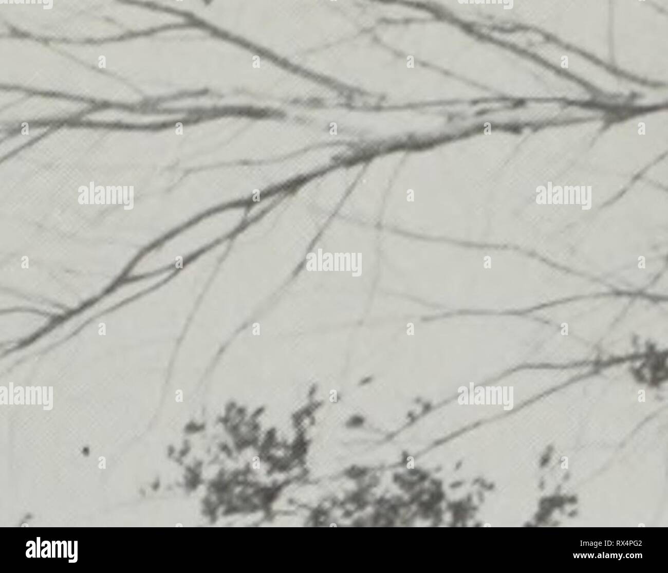 Ectoparasites of the cottontail rabbit Stock Photo - Alamy