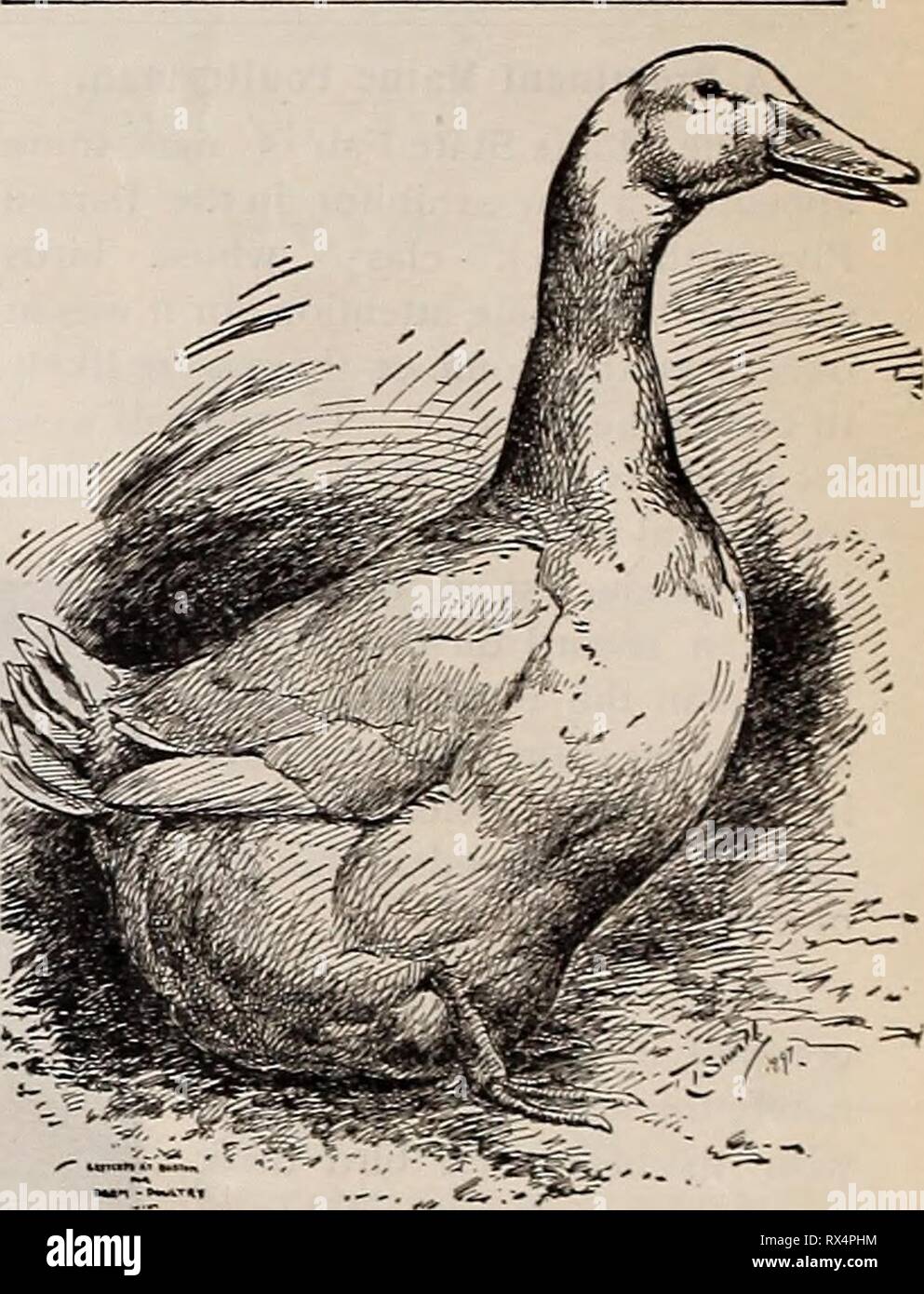 The Eastern poultryman (1902 Stock Photo - Alamy