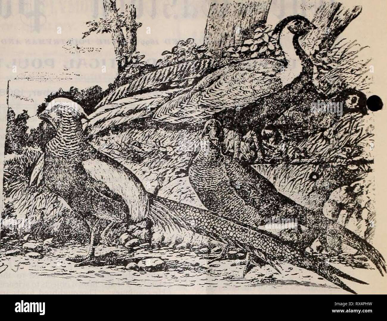 The Eastern poultryman (1903 Stock Photo - Alamy