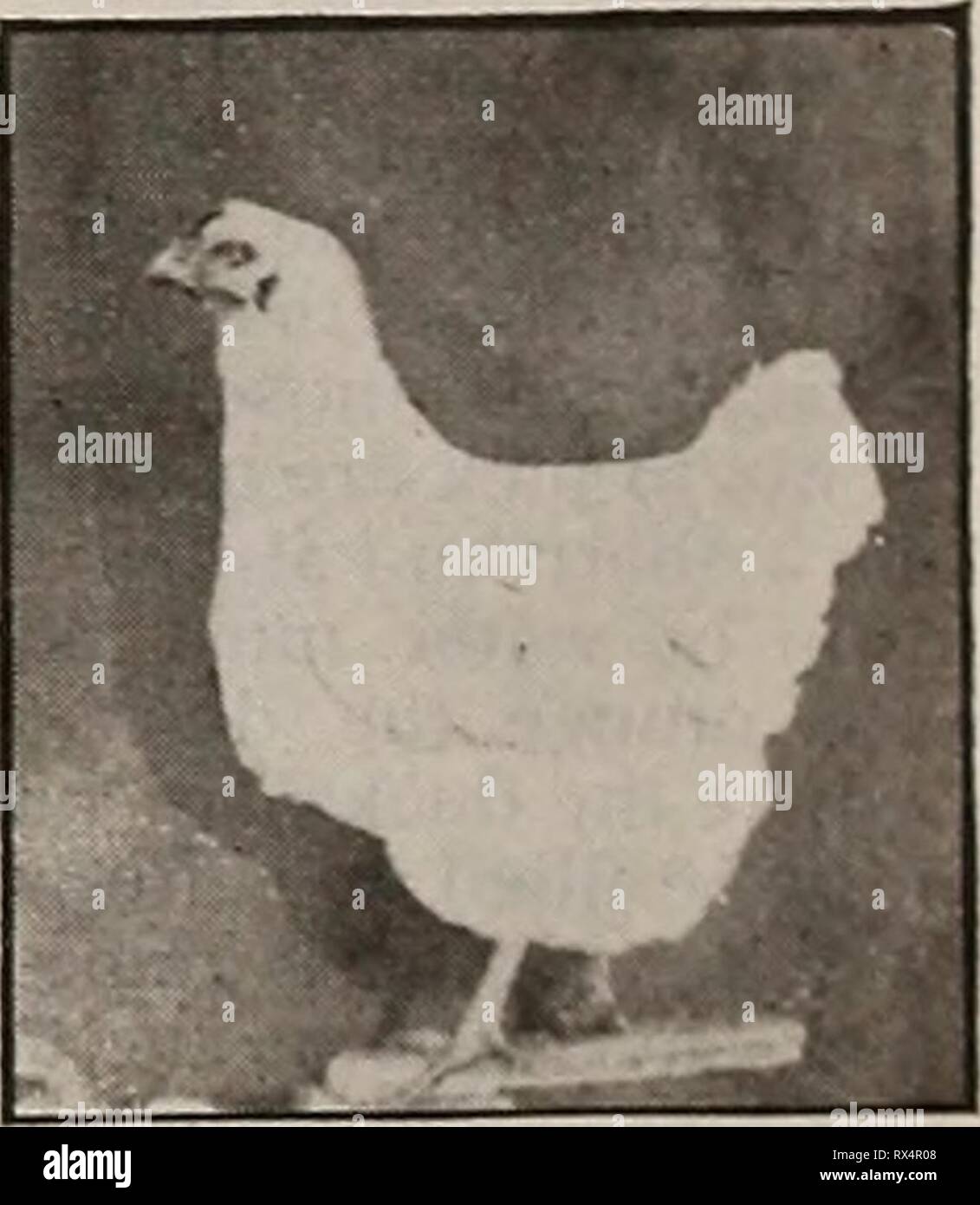The Eastern poultryman (1904 Stock Photo - Alamy