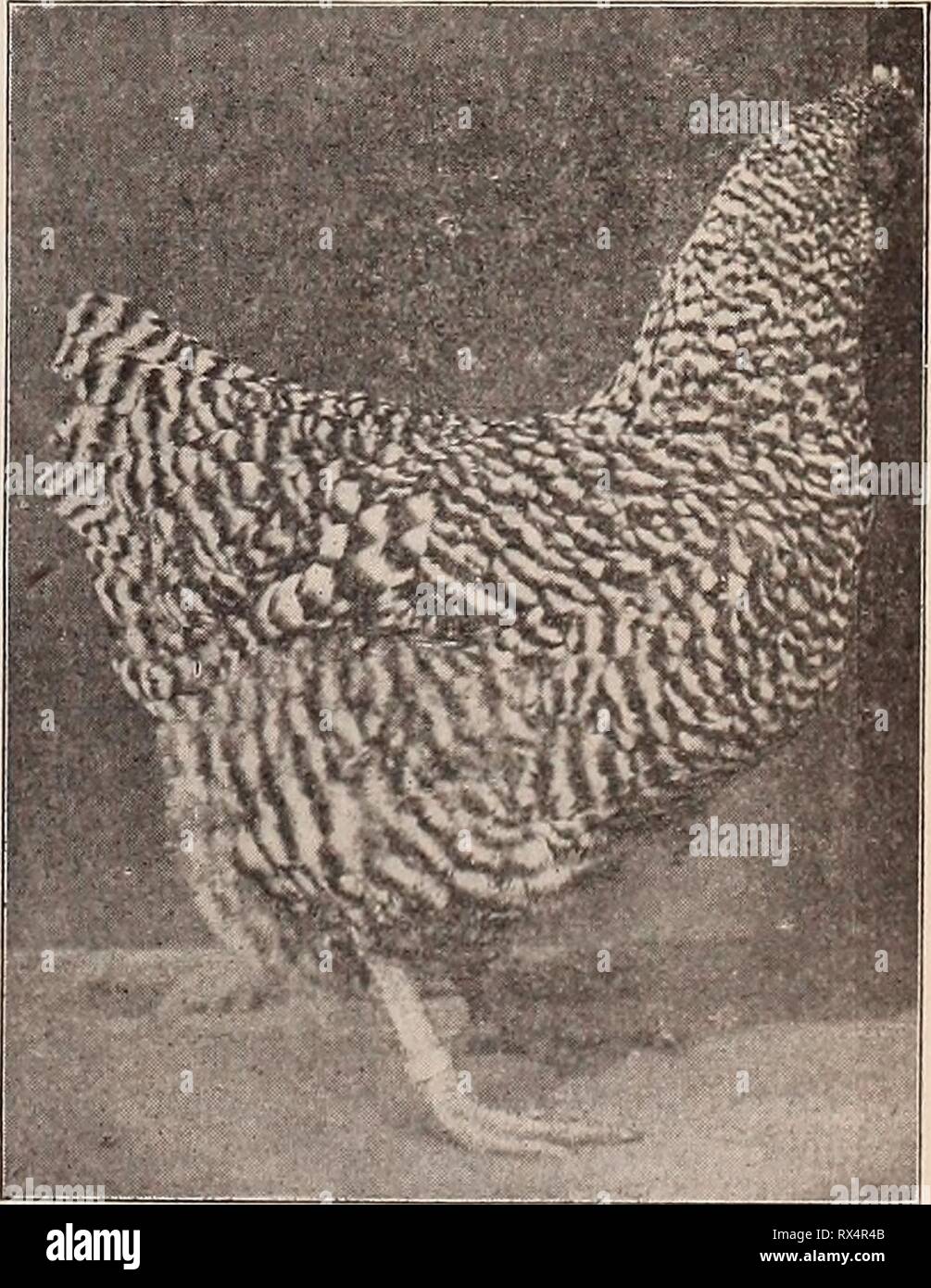 The Eastern poultryman (1902 Stock Photo - Alamy