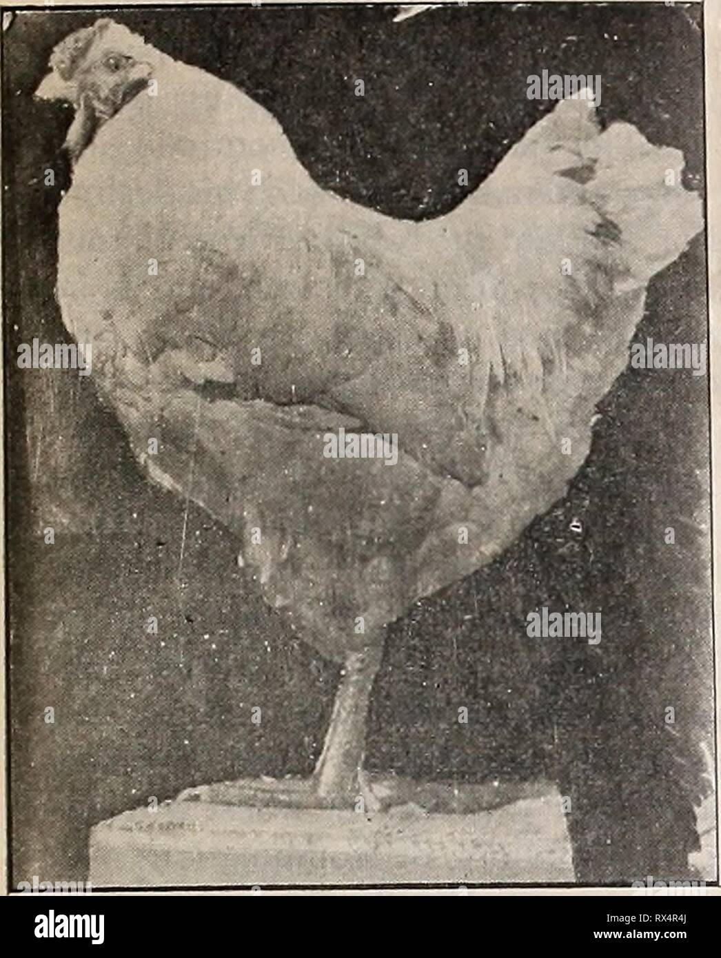 The Eastern poultryman (1903 Stock Photo - Alamy