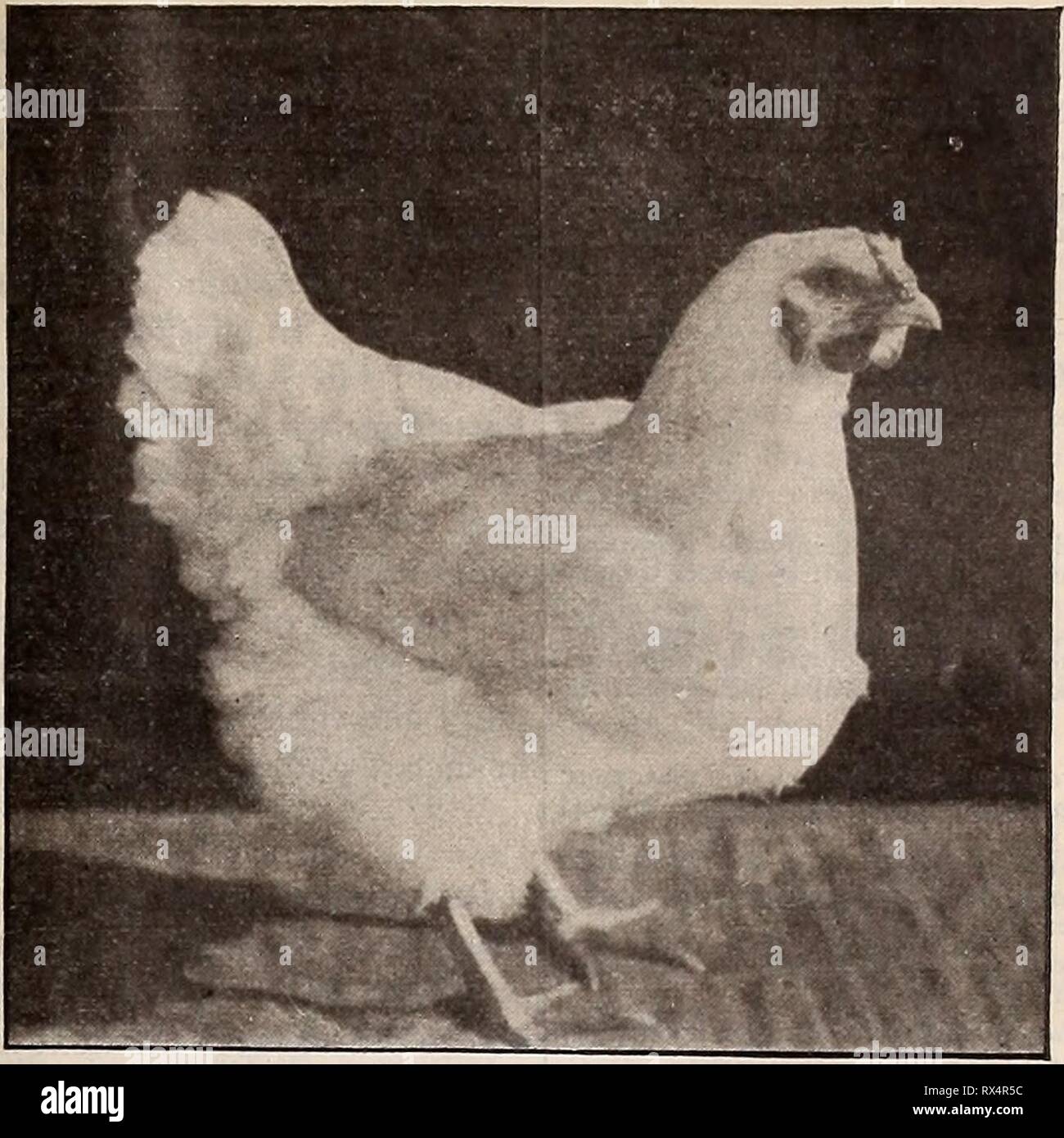 The Eastern poultryman (1905 Stock Photo - Alamy