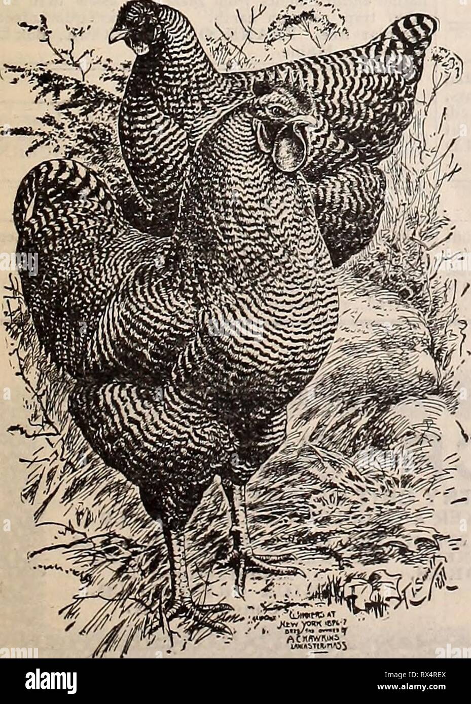 The Eastern poultryman (1902 Stock Photo - Alamy