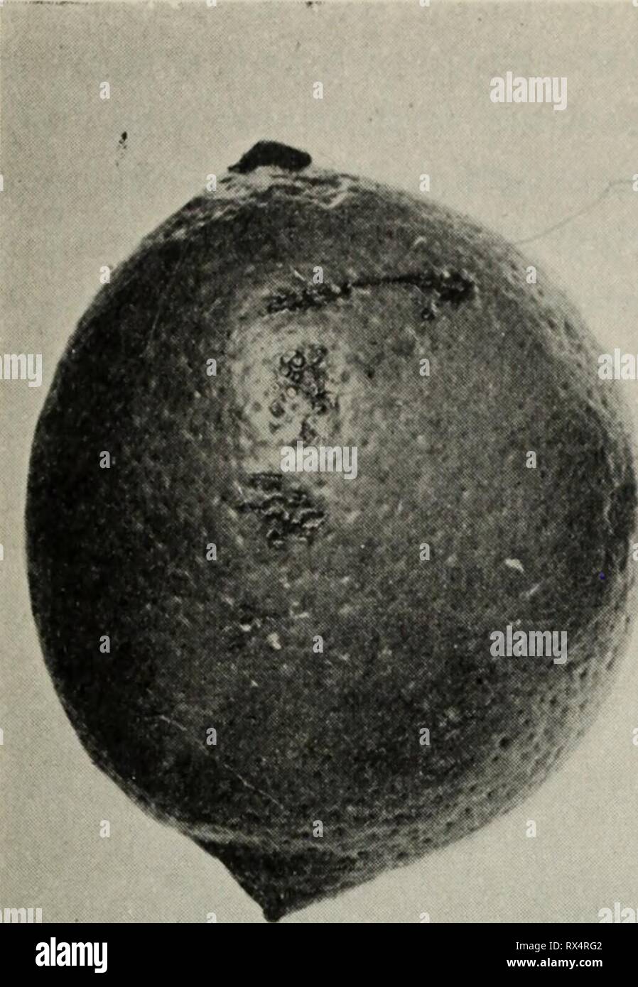 The effects of desiccating winds Stock Photo - Alamy