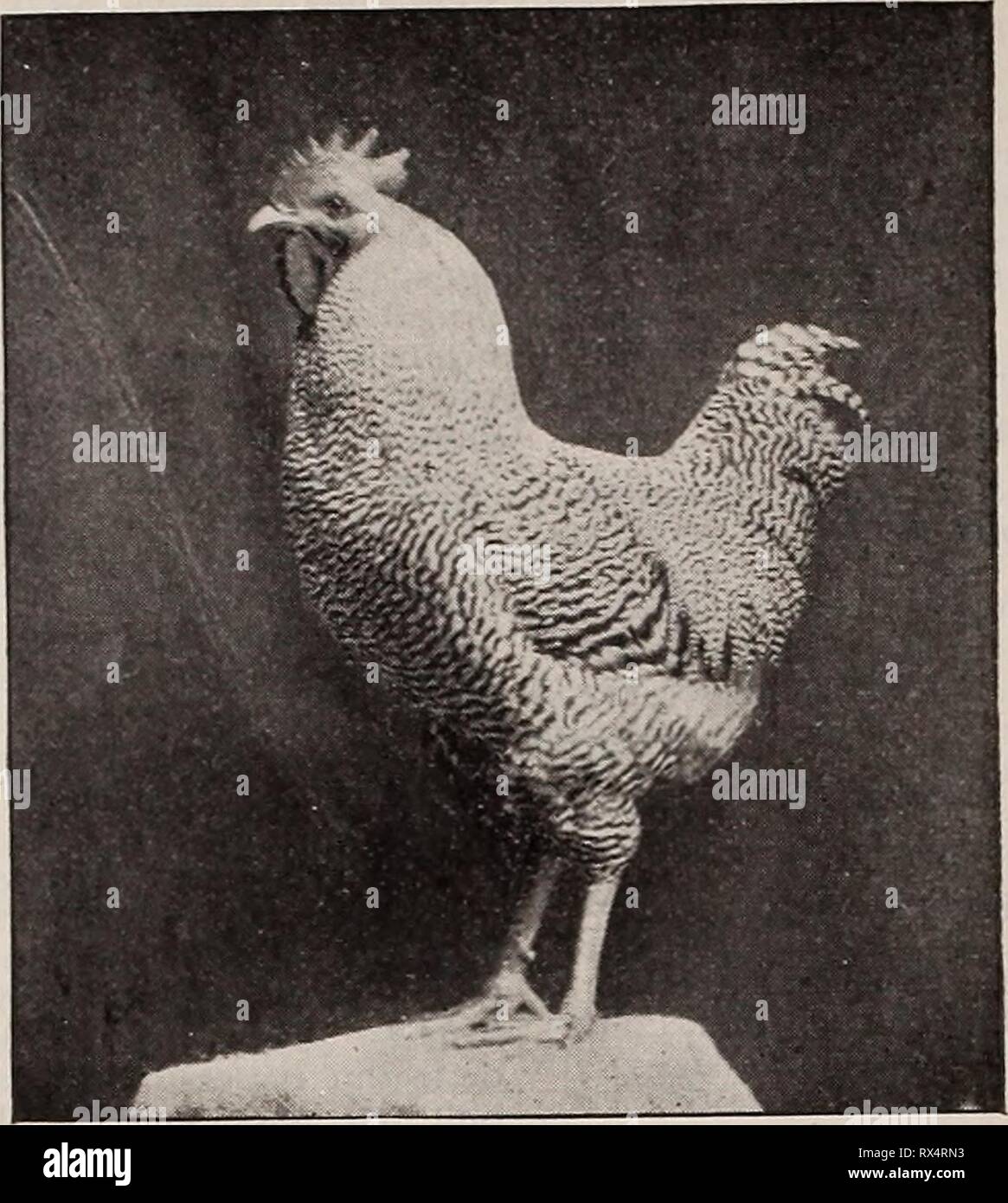 The Eastern poultryman (1902 Stock Photo - Alamy