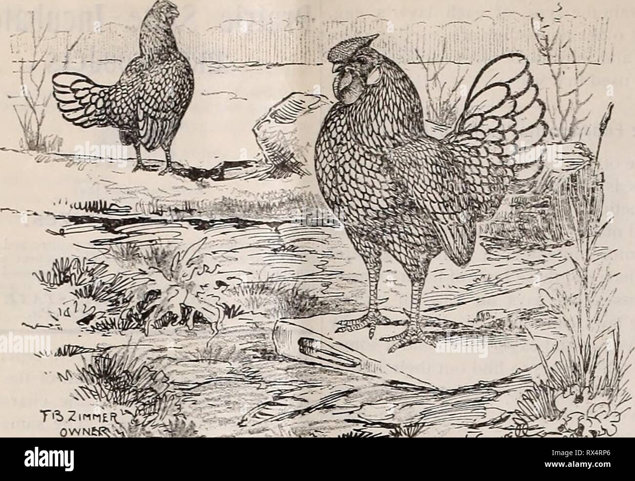 The Eastern poultryman (1903 Stock Photo - Alamy