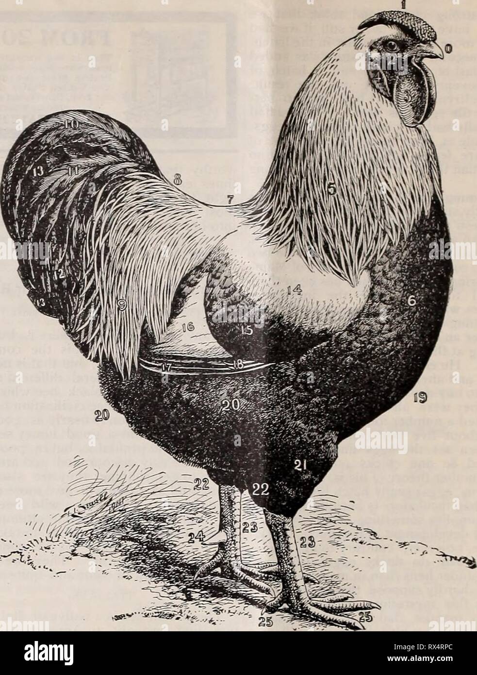 The Eastern poultryman (1904 Stock Photo - Alamy