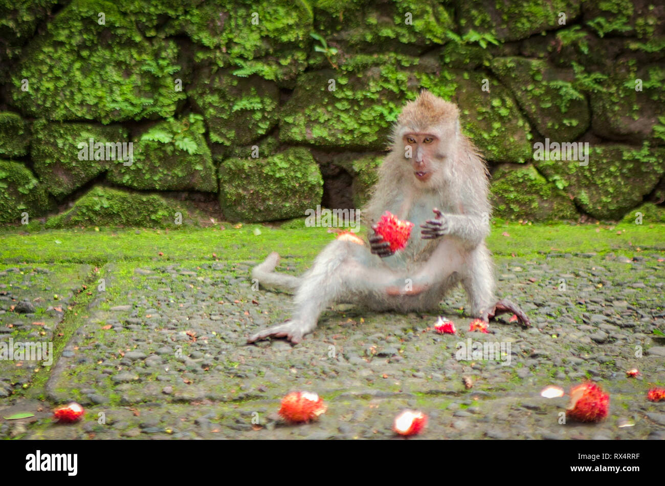 Macaque in Sacred Monkey Forest Sanctuary in Ubud on Bali Island in ...