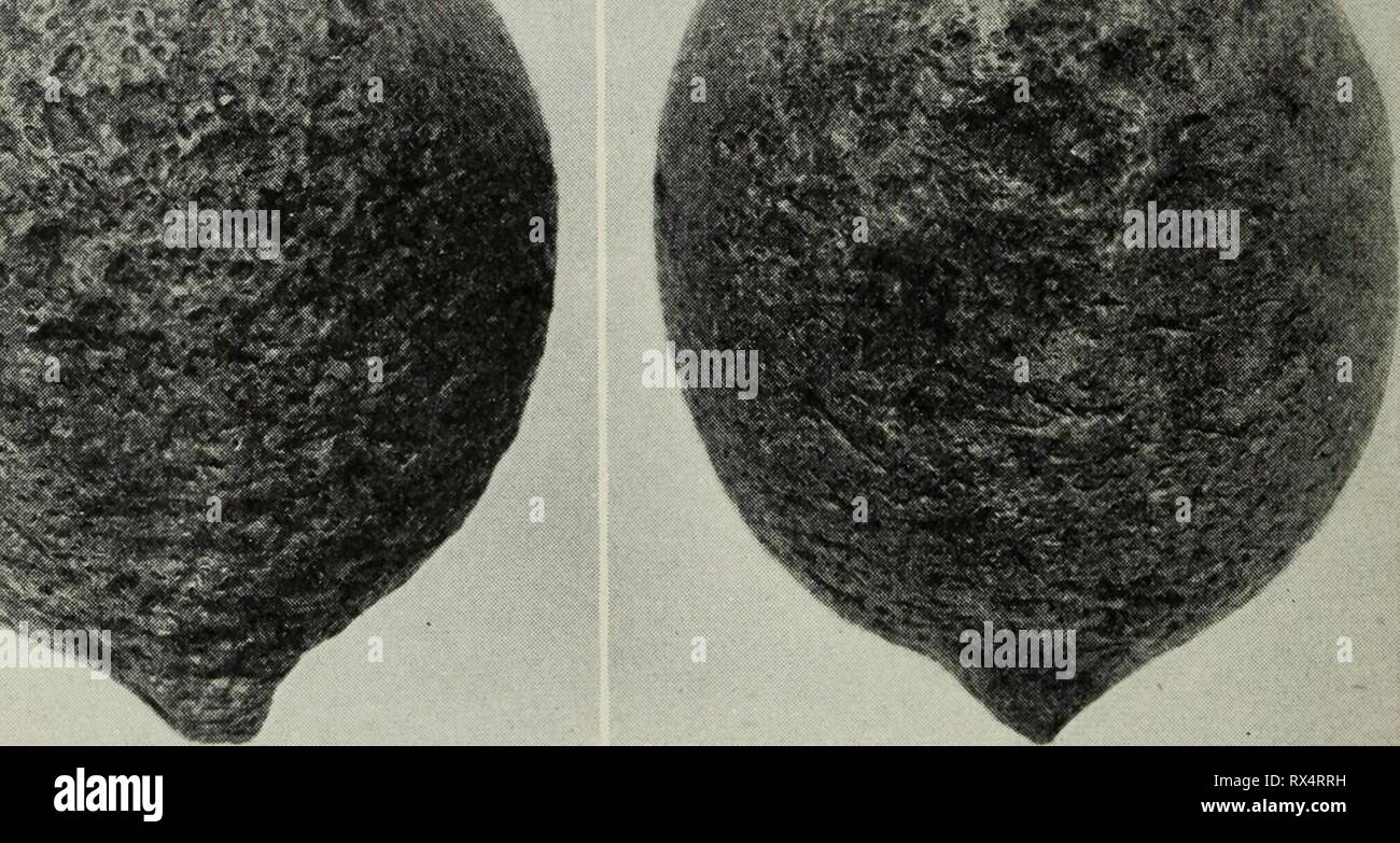 The effects of desiccating winds Stock Photo - Alamy