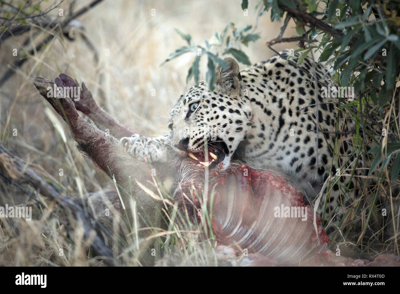 A leopard on a kill in namibia Stock Photo - Alamy