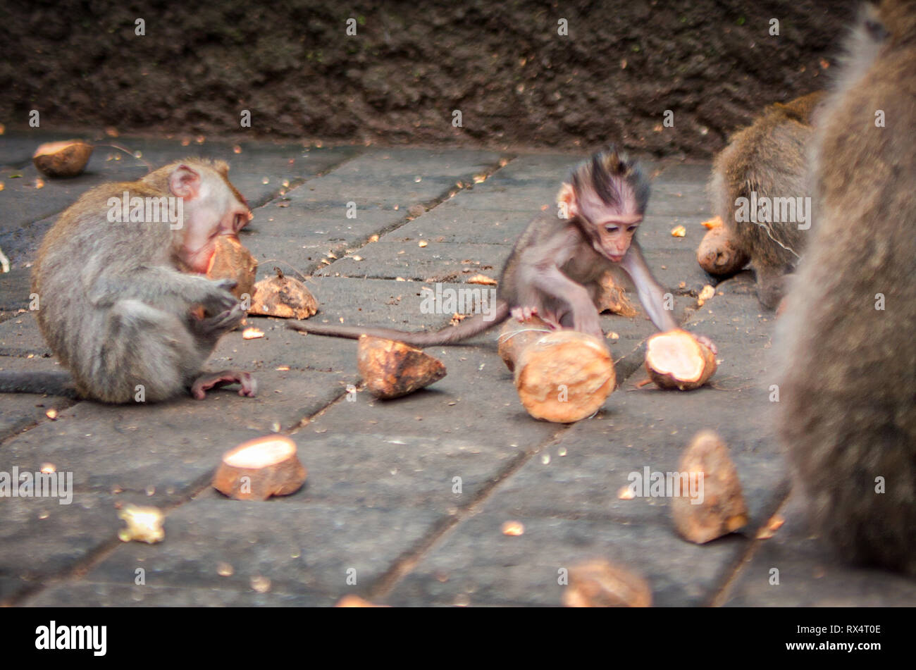Macaque in Sacred Monkey Forest Sanctuary in Ubud on Bali Island in ...