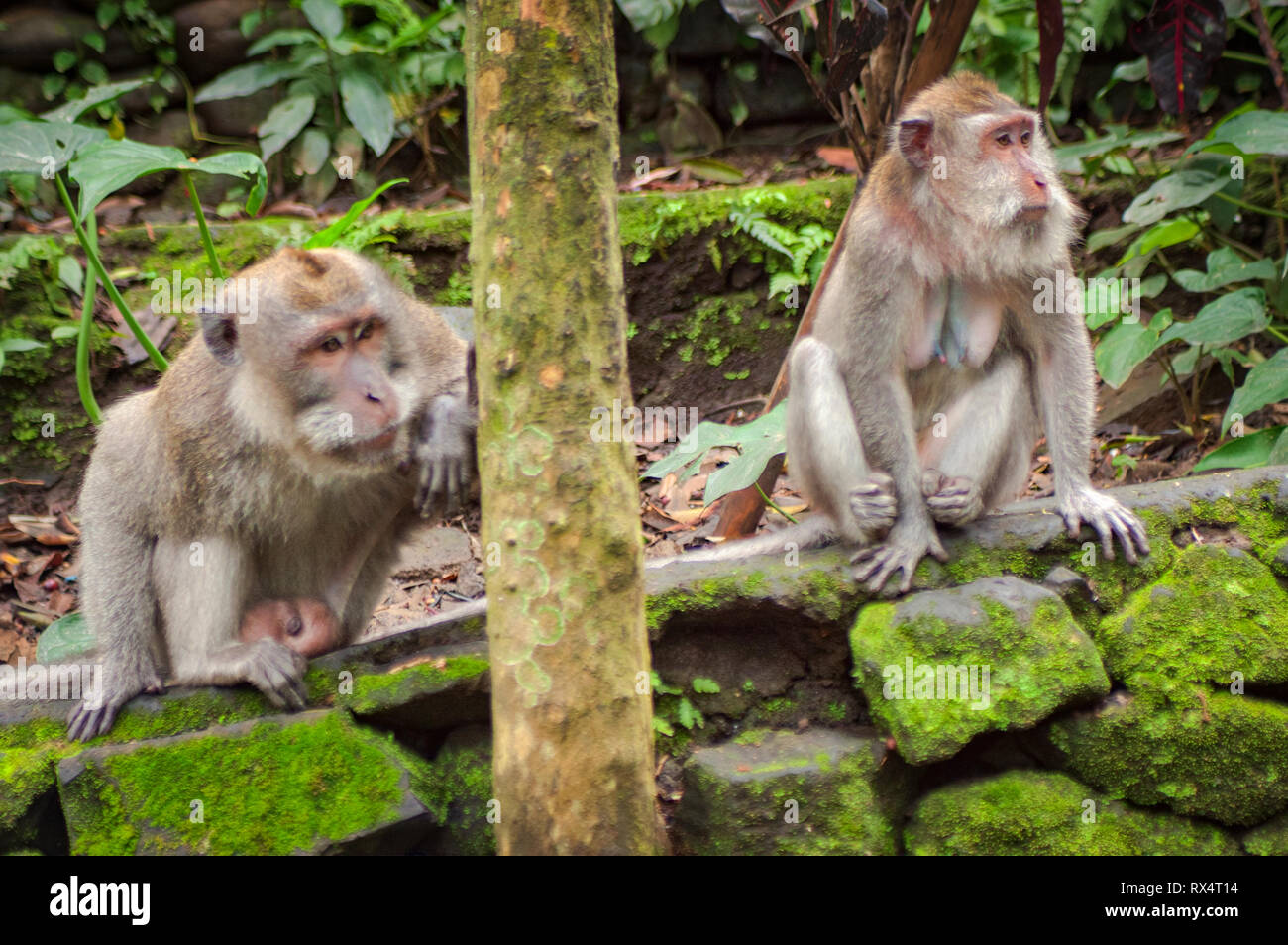 Macaque in Sacred Monkey Forest Sanctuary in Ubud on Bali Island in ...