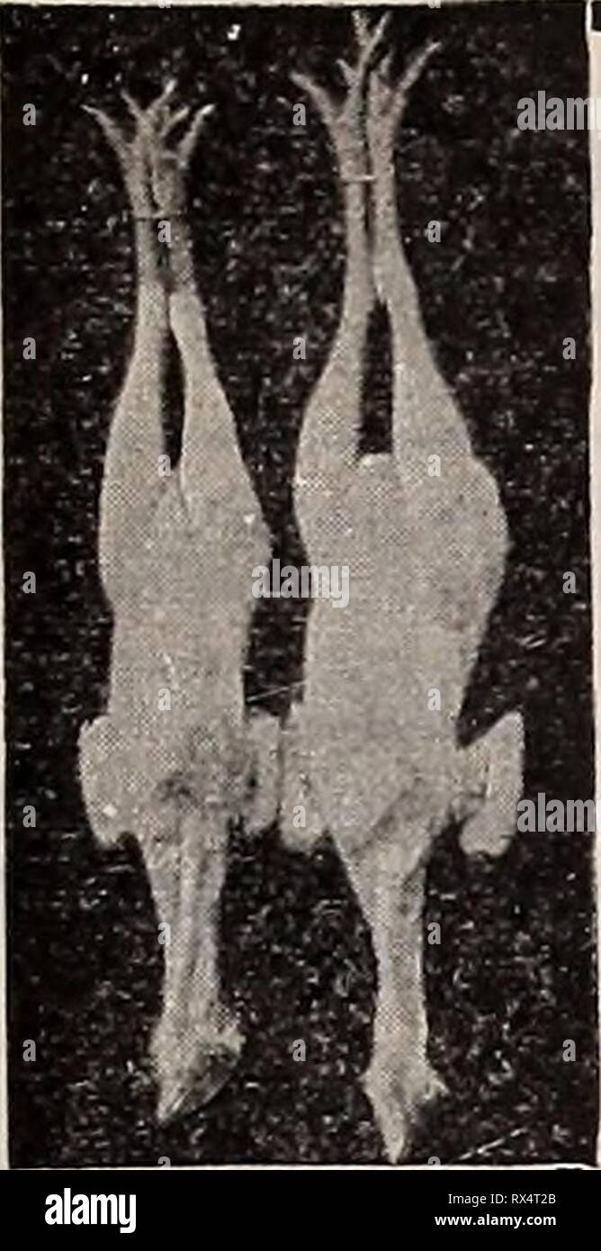 The Eastern poultryman (1904 Stock Photo - Alamy