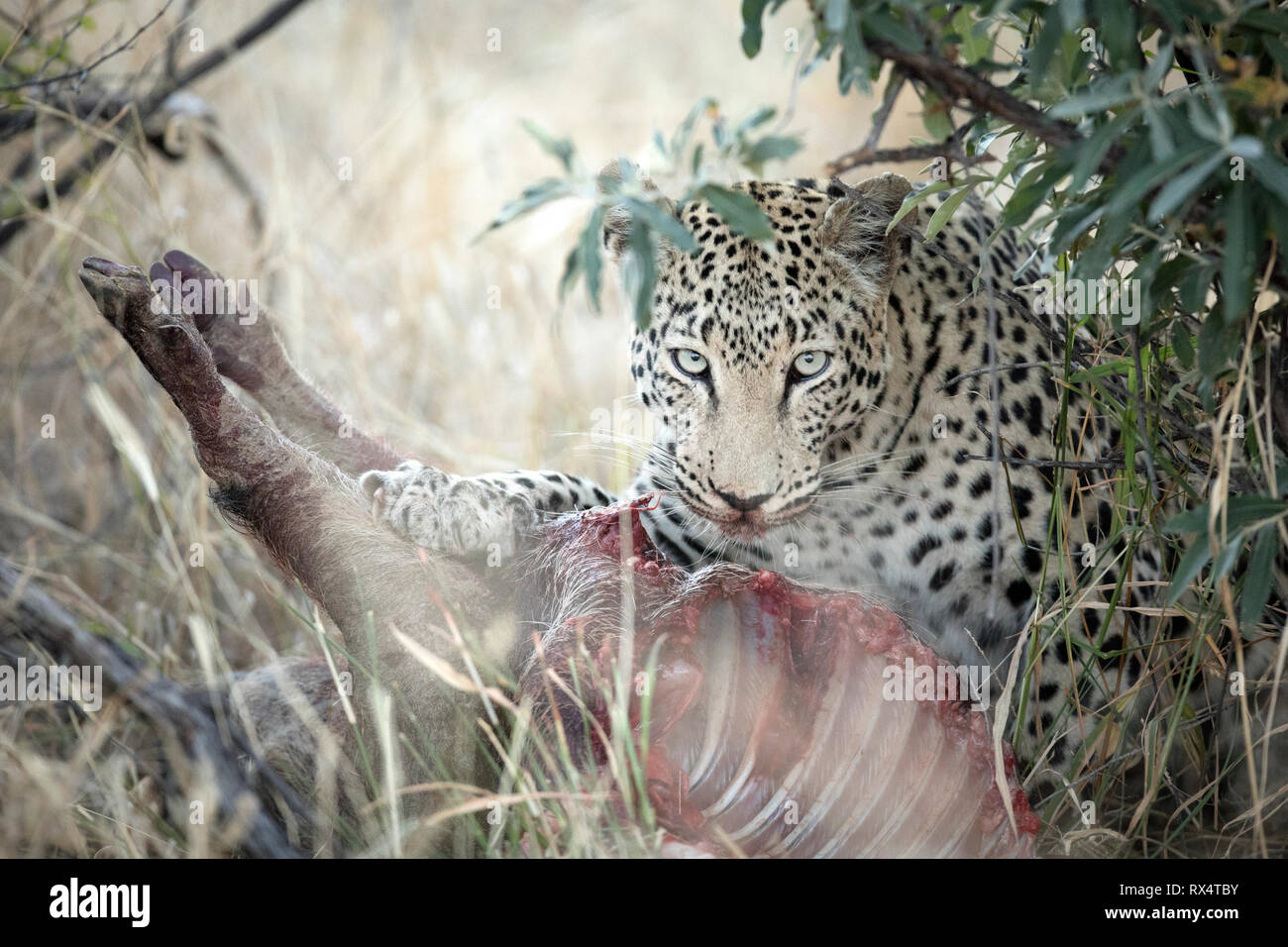 A leopard on a kill in namibia Stock Photo - Alamy