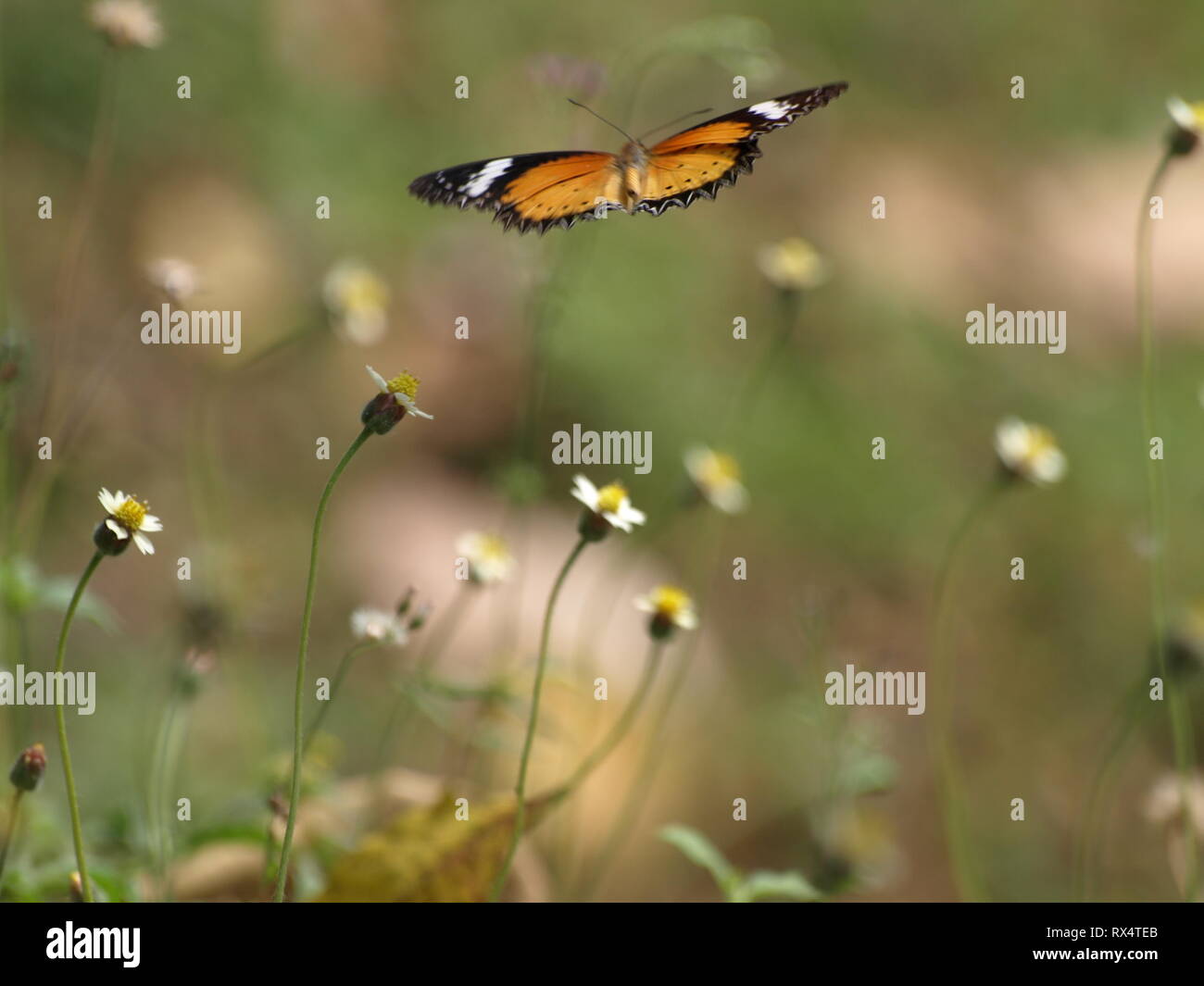 Beautiful flying butterfly hi-res stock photography and images - Alamy
