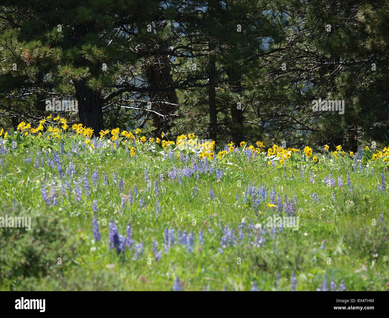 high country color Stock Photo - Alamy
