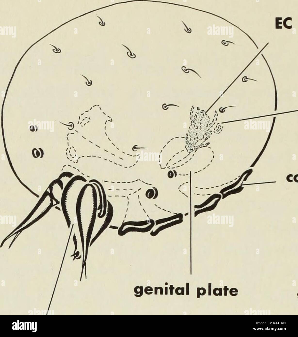 Genital pore hi-res stock photography and images - Alamy