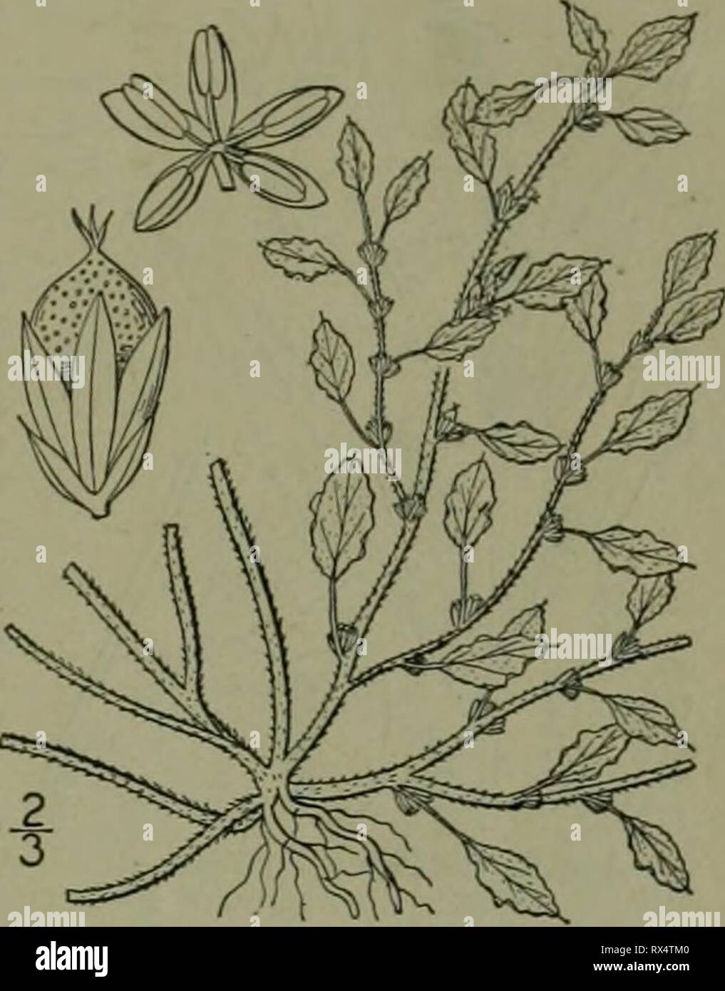 Prostrate form hi-res stock photography and images - Alamy