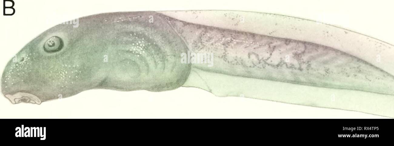 Ecuadorian frogs of the genus Ecuadorian frogs of the genus Colostethus ...