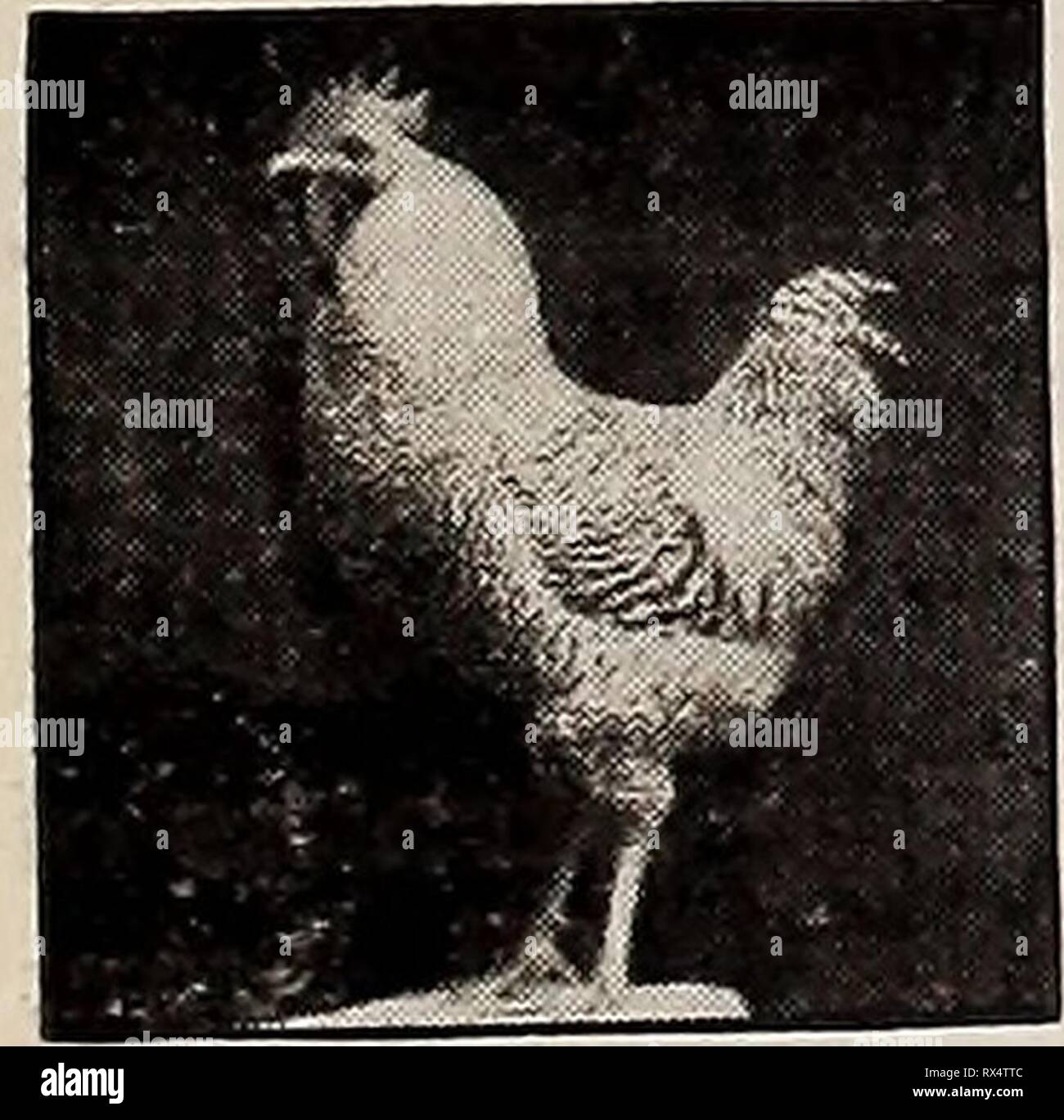 The Eastern poultryman (1902 Stock Photo - Alamy