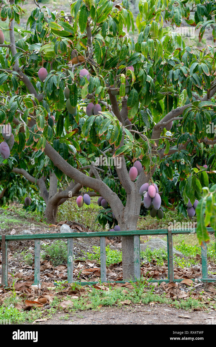 Tropical mango tree with big ripe mango fruits growing in orchard on ...