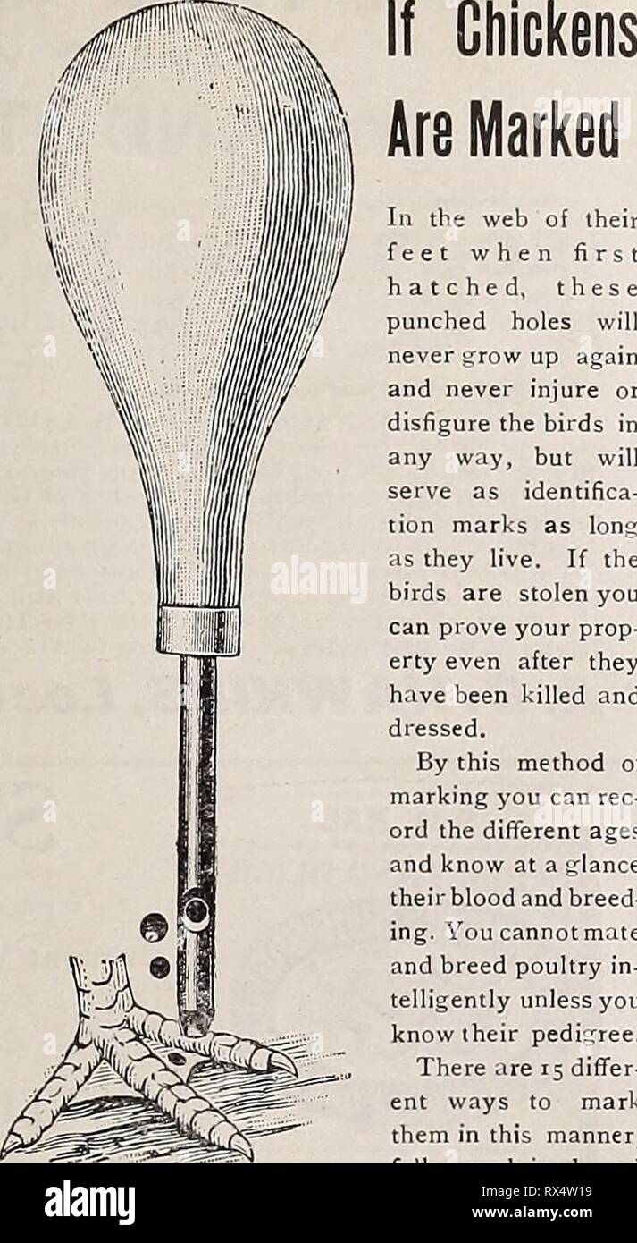 The Eastern poultryman (1904 Stock Photo - Alamy