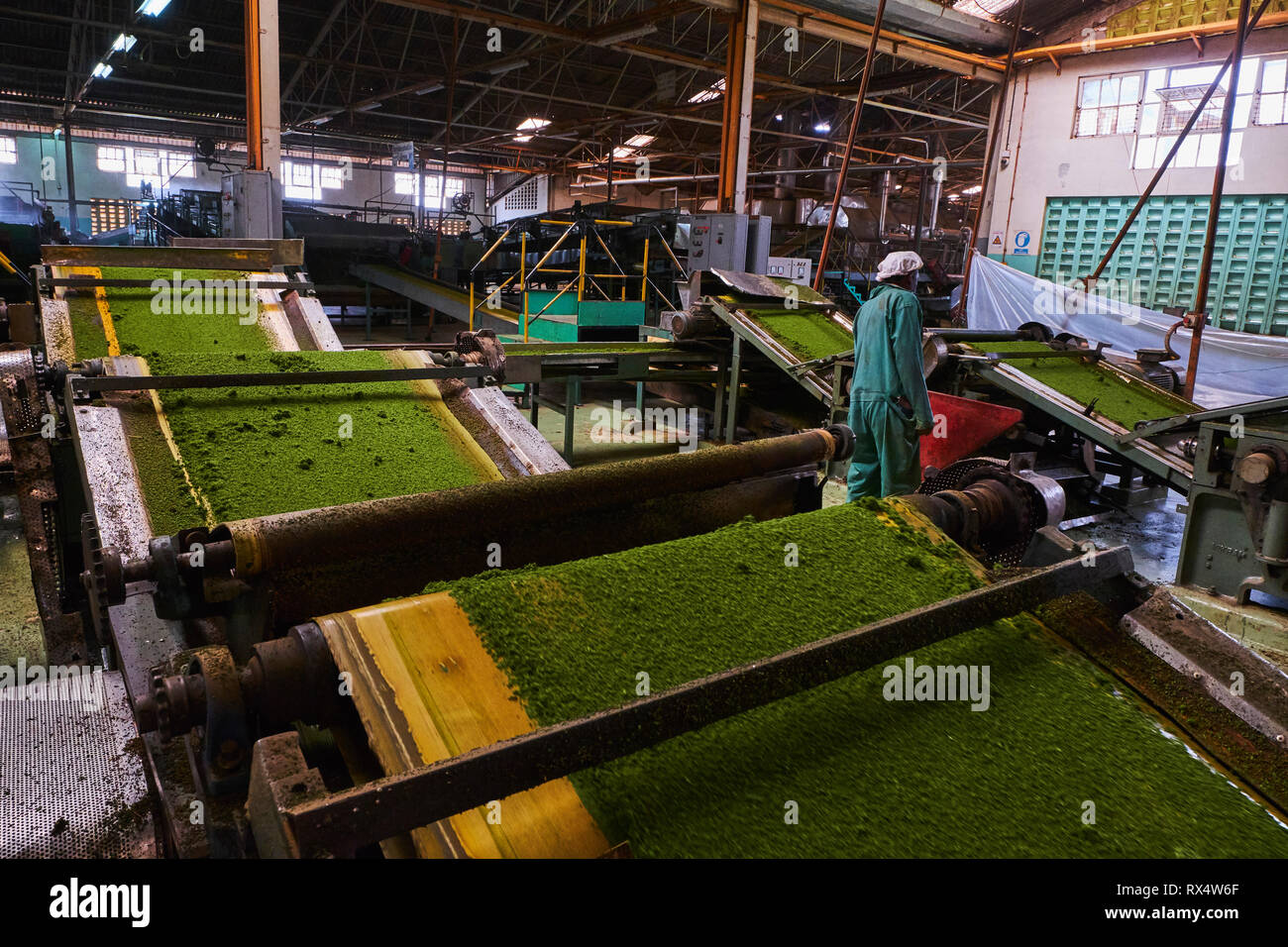 Kenya, Kericho county, Kericho, Momul tea factory of Kenya Tea ...
