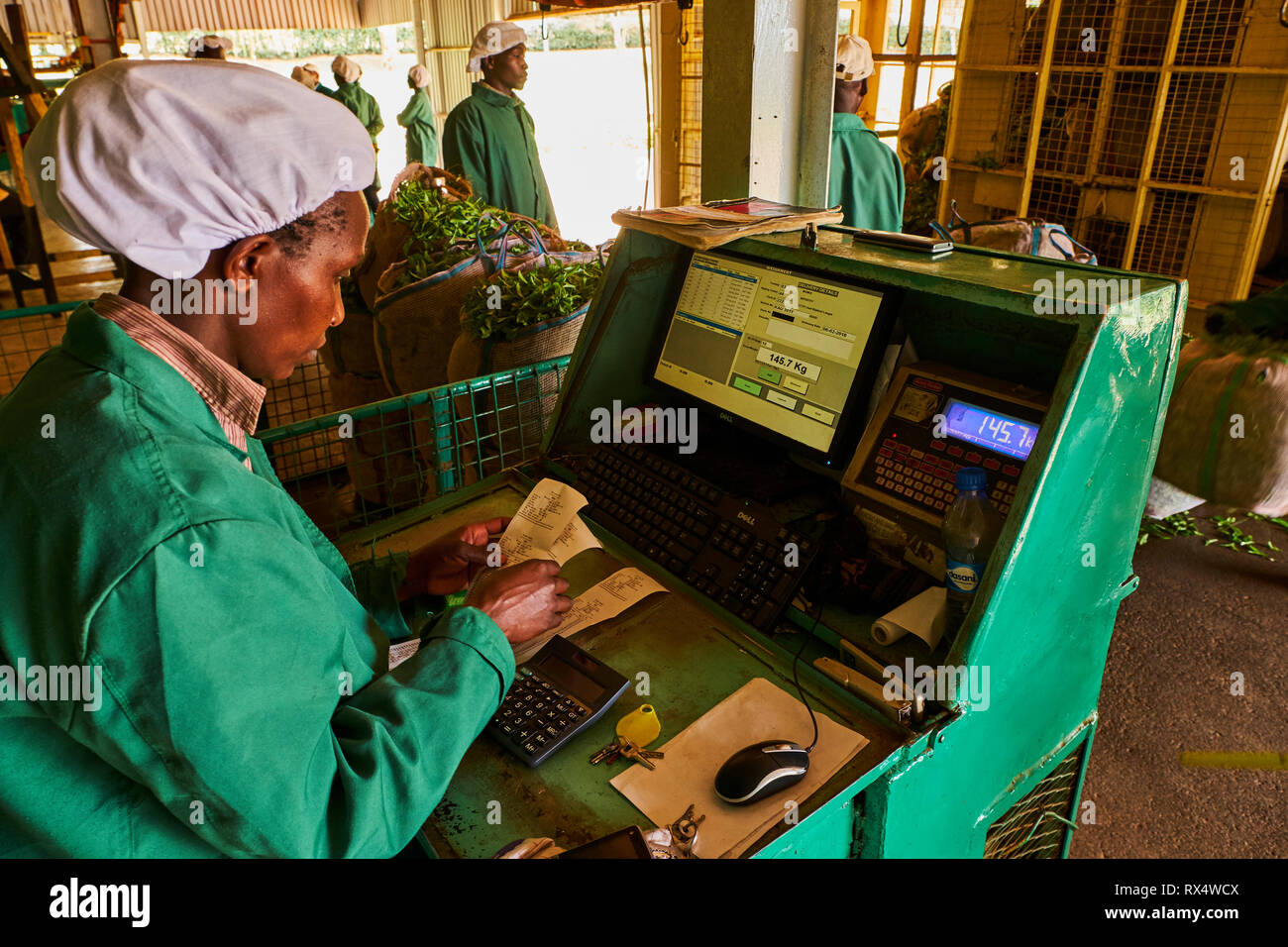 Kenya, Kericho county, Kericho, Momul tea factory of Kenya Tea ...