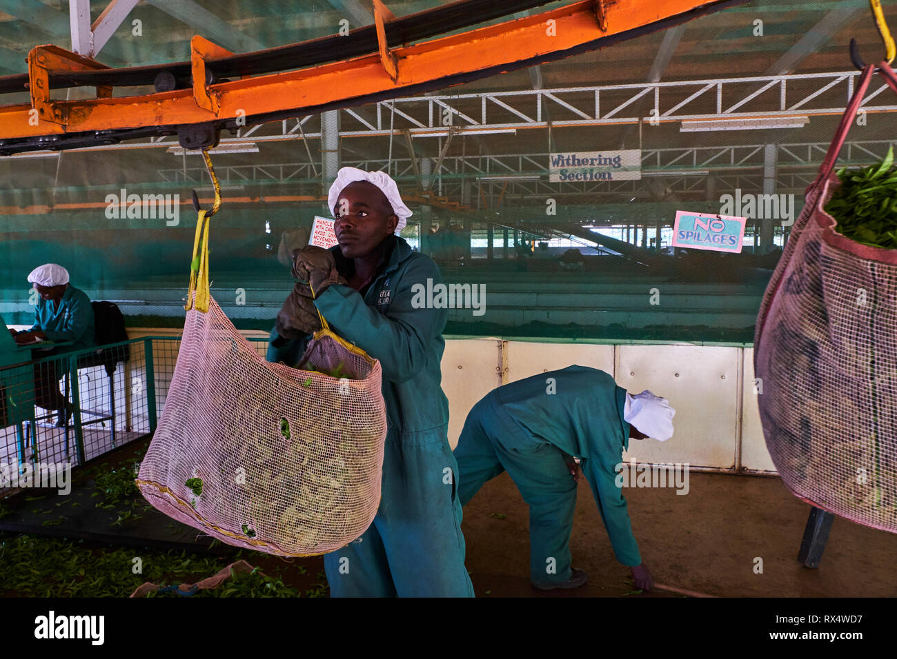 Kenya, Kericho county, Kericho, Momul tea factory of Kenya Tea ...