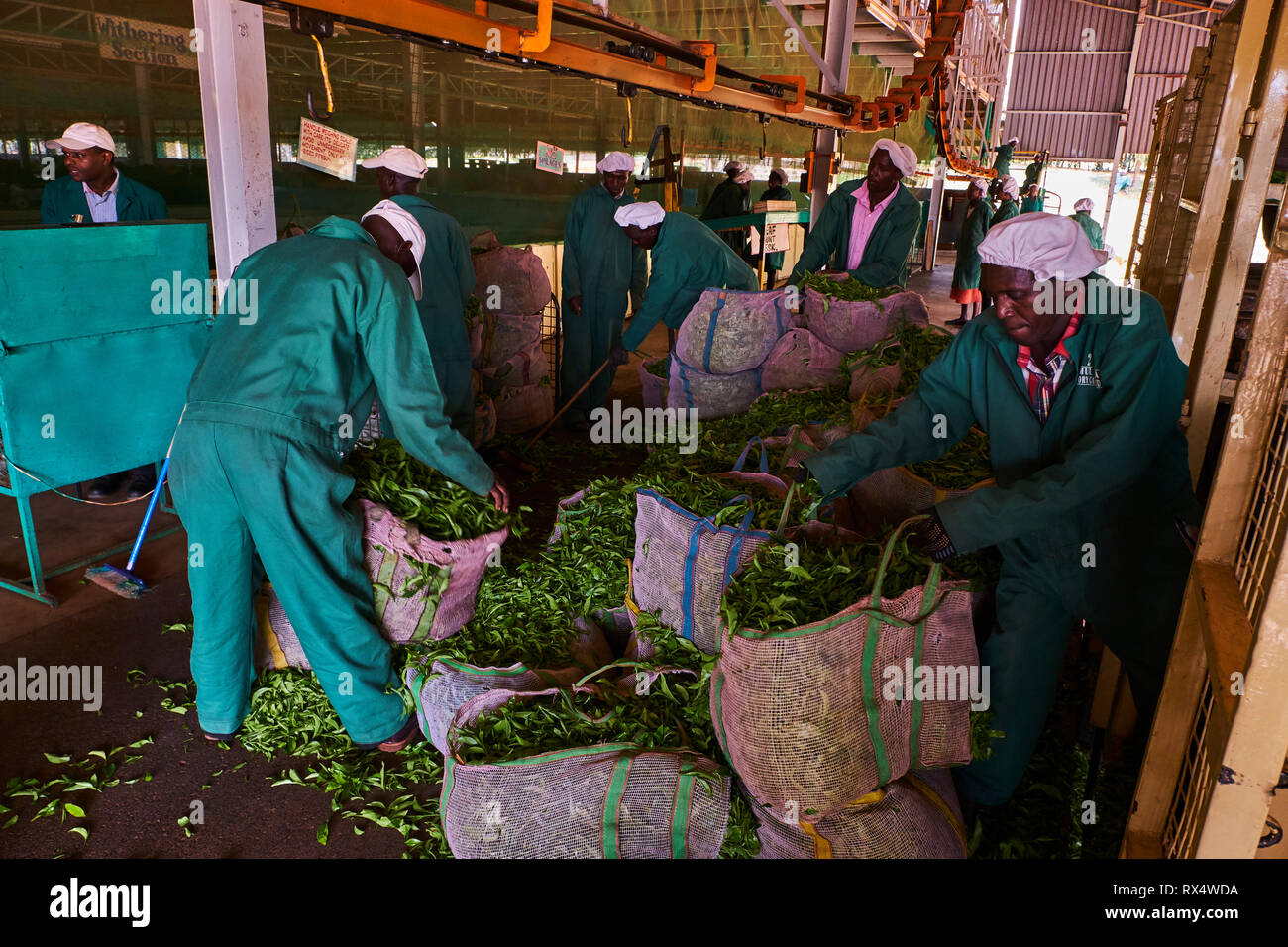 Kenya, Kericho county, Kericho, Momul tea factory of Kenya Tea ...