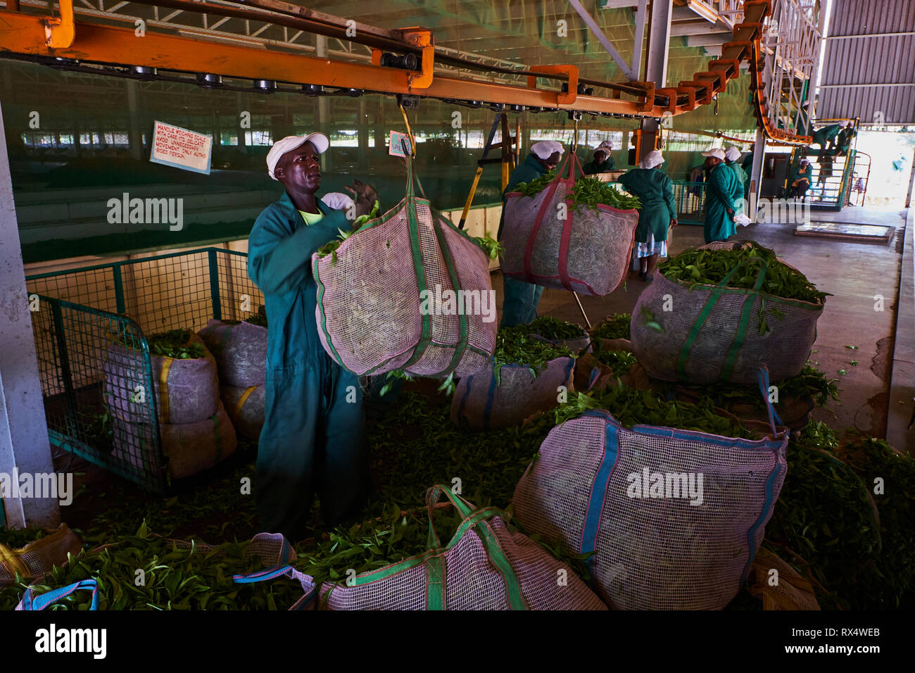 Kenya, Kericho county, Kericho, Momul tea factory of Kenya Tea ...