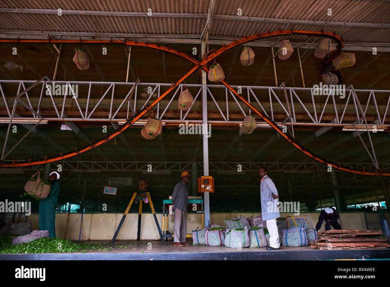 Kenya, Kericho county, Kericho, Momul tea factory of Kenya Tea ...