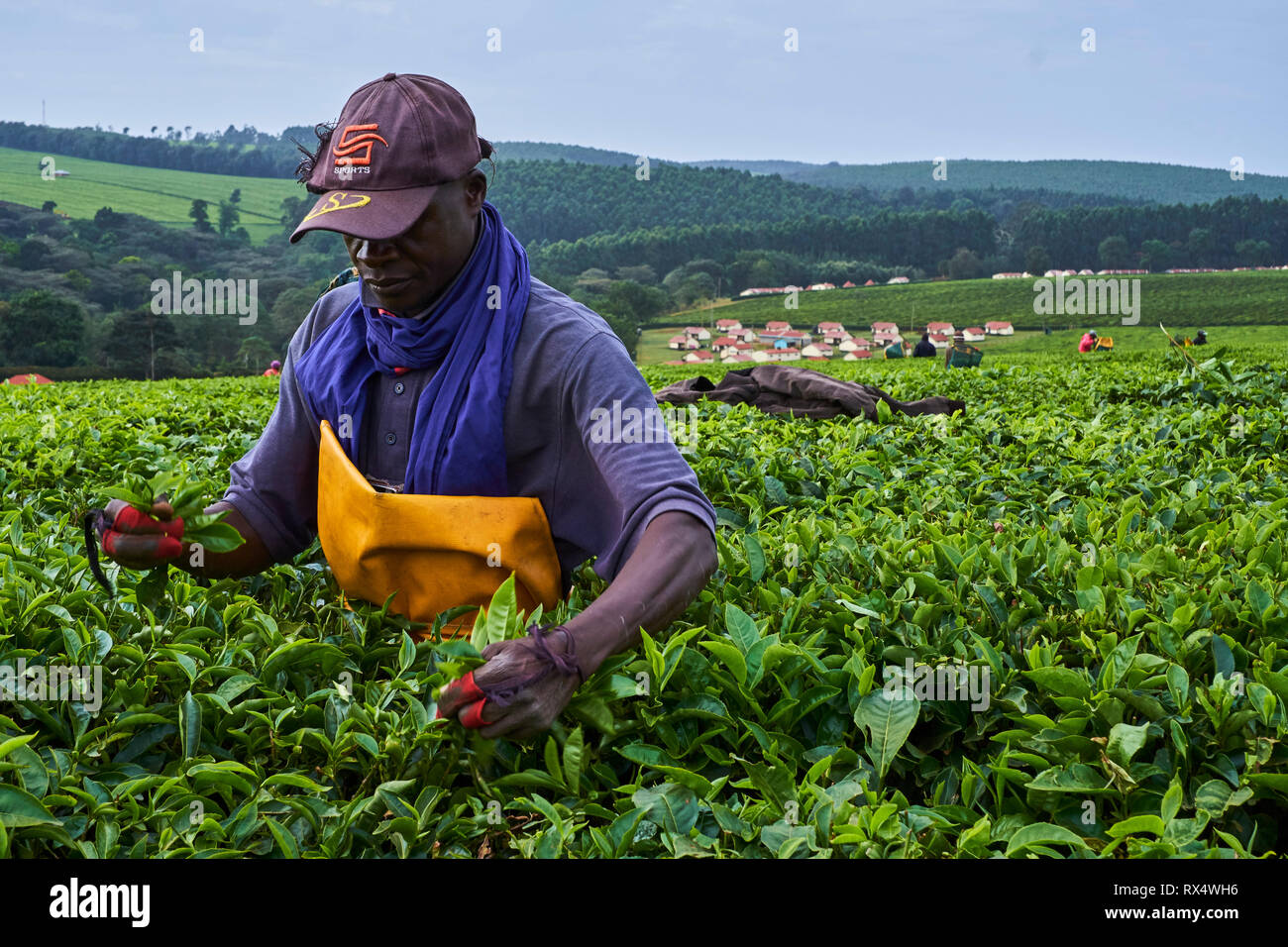 Kenya, Kericho county, Kericho, tea picker picking tea leaves Stock ...