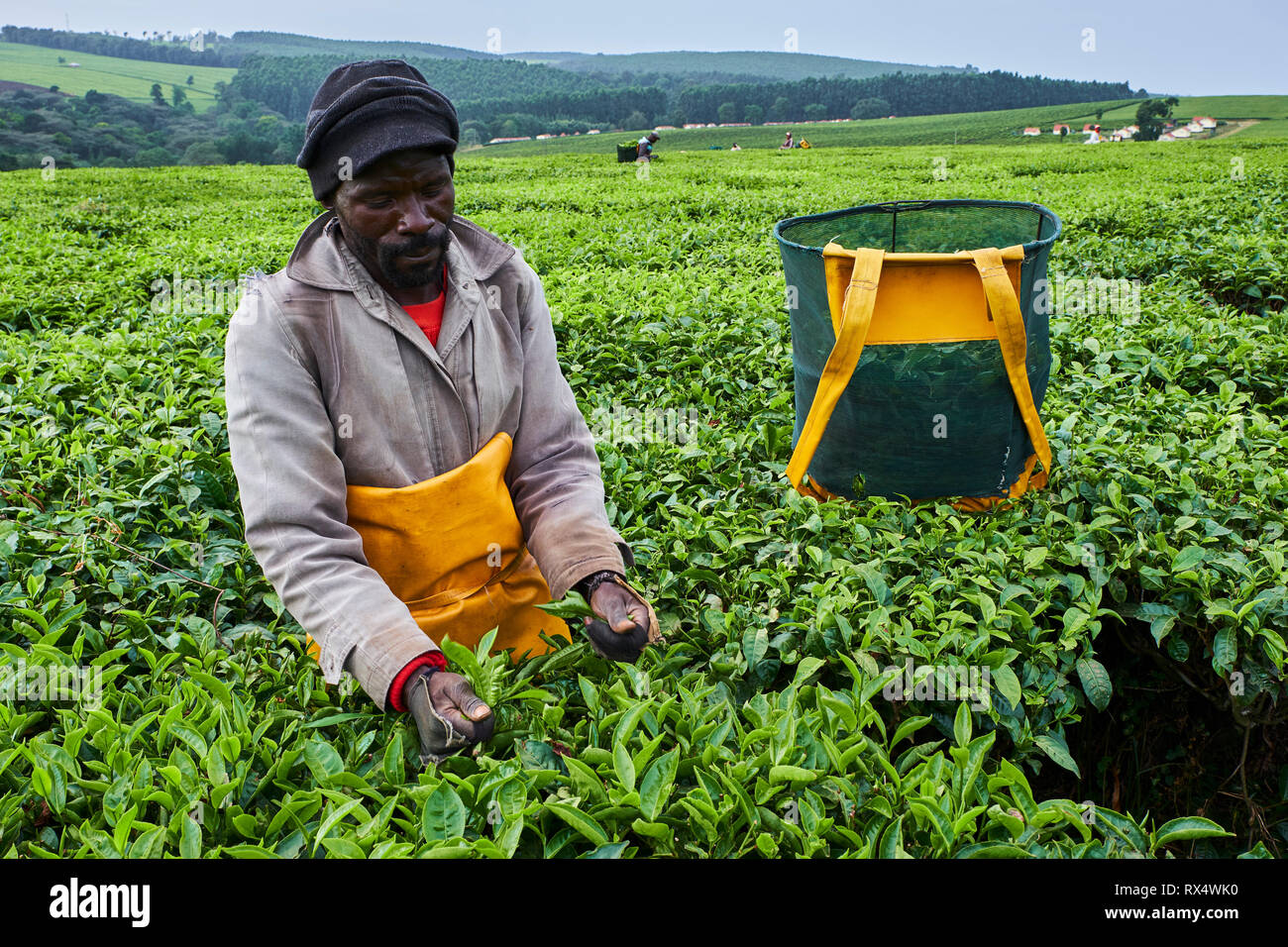 Kenya, Kericho county, Kericho, tea picker picking tea leaves Stock ...