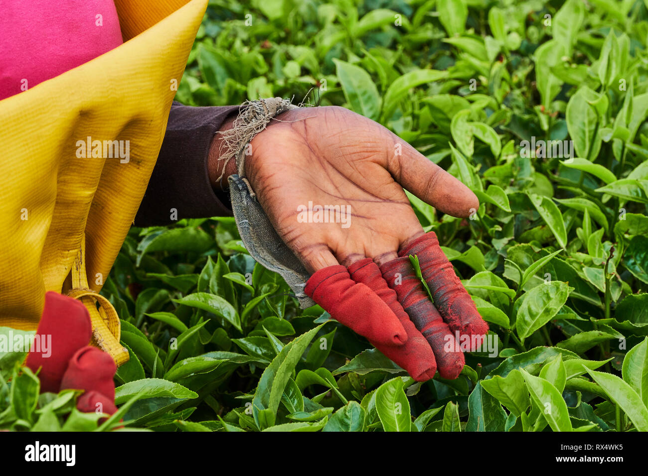Kenya, Kericho county, Kericho, tea picker picking tea leaves Stock ...