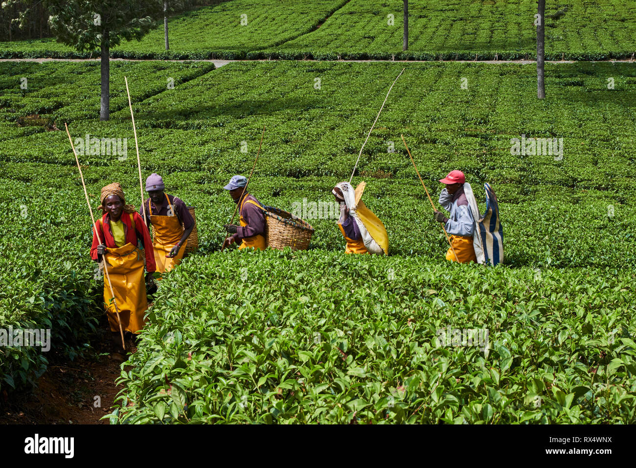 Kenya, Kericho county, Kericho, tea picker picking tea leaves Stock ...