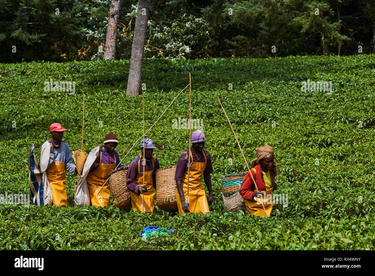 Kenya, Kericho county, Kericho, tea picker picking tea leaves Stock ...