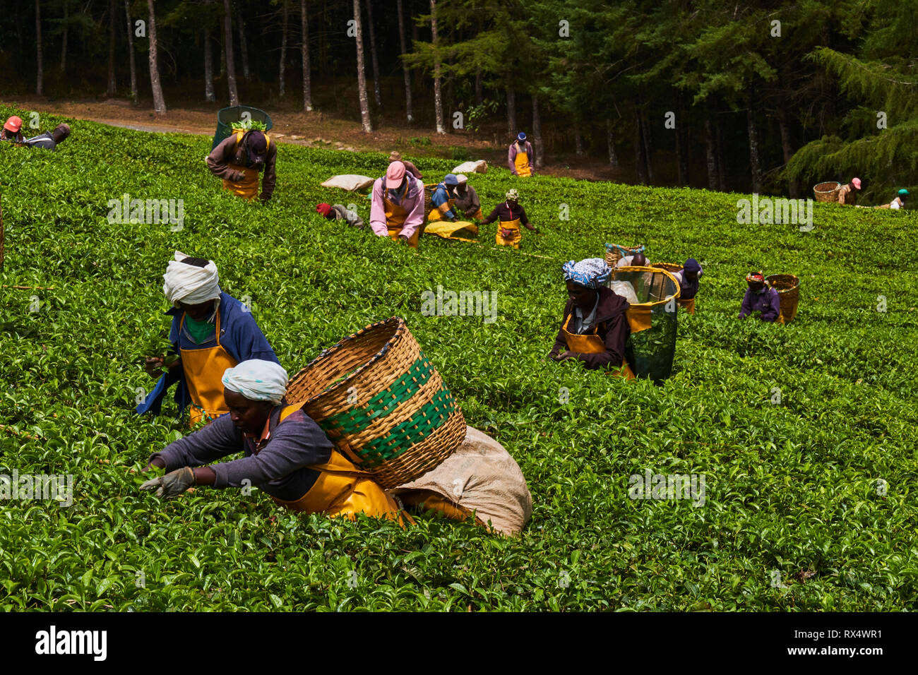 Kenya, Kericho county, Kericho, tea picker picking tea leaves Stock ...